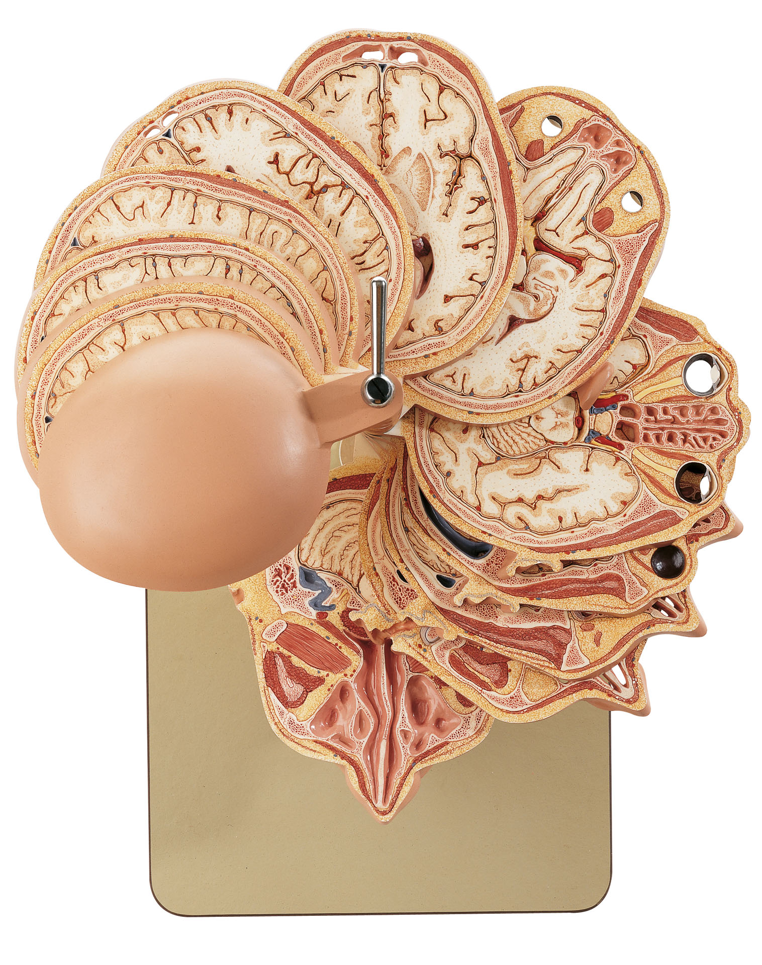 Anatomical Sectional Model of the Head (Combined With Corresponding Mr ...