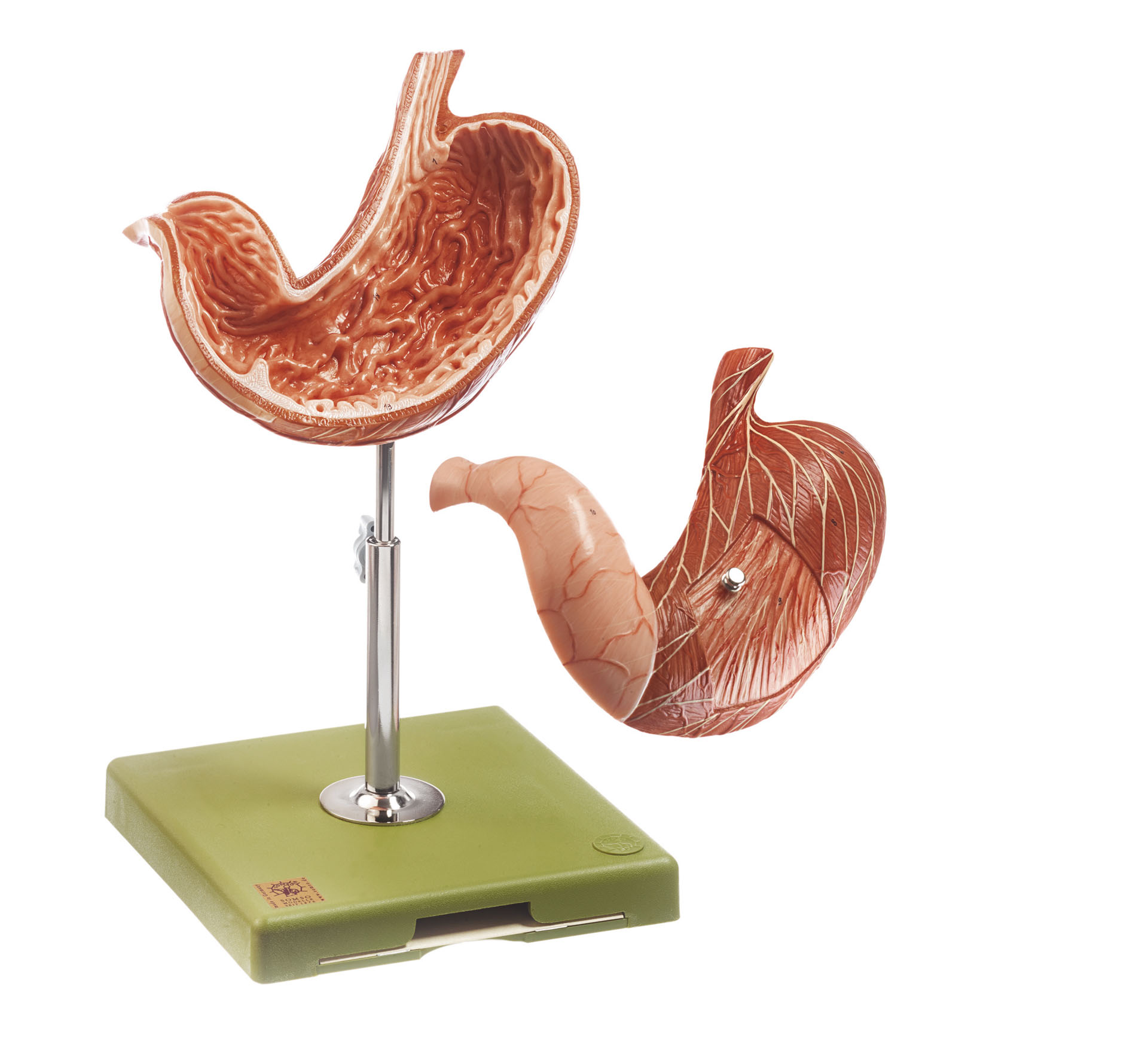 Stomach - Adam,Rouilly