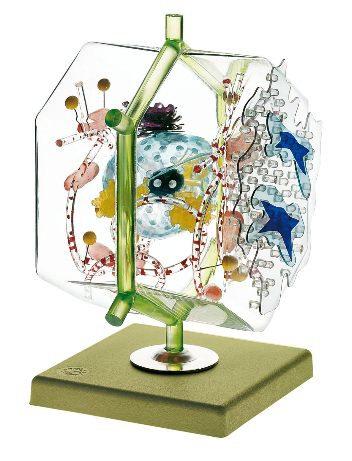 Model of a Liver Cell - Adam,Rouilly