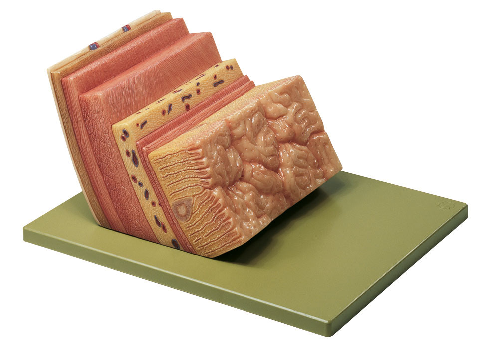 Stomach Wall - Adam,Rouilly