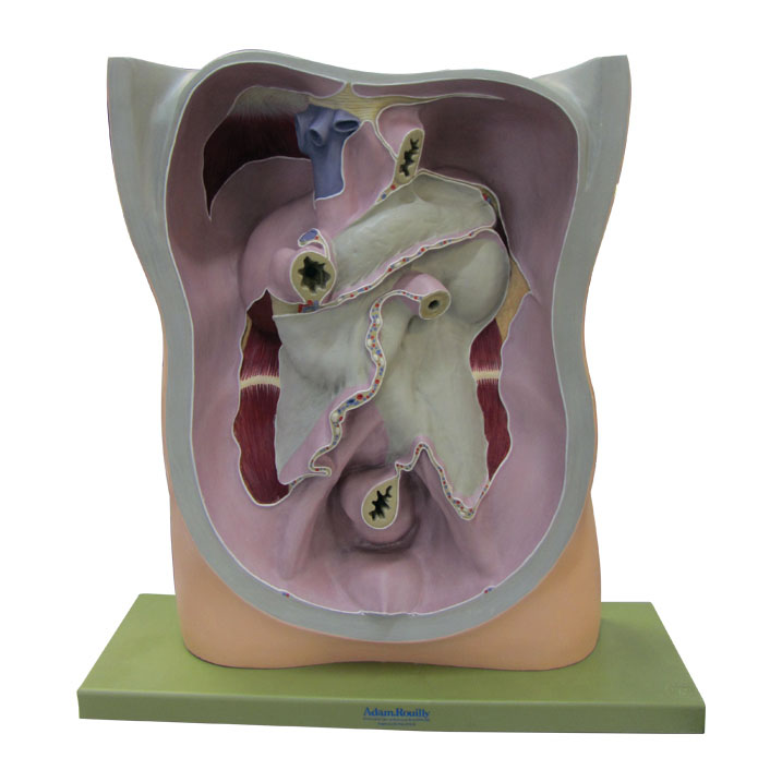 Posterior Section of the Abdominal Cavity - Adam,Rouilly