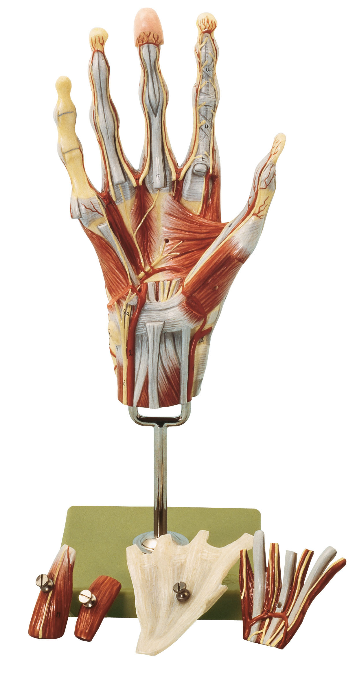 Muscles of the Hand With Base of the Forearm, Light - Adam,Rouilly