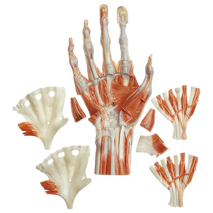 Surgical Hand Model, Light - Adam,Rouilly