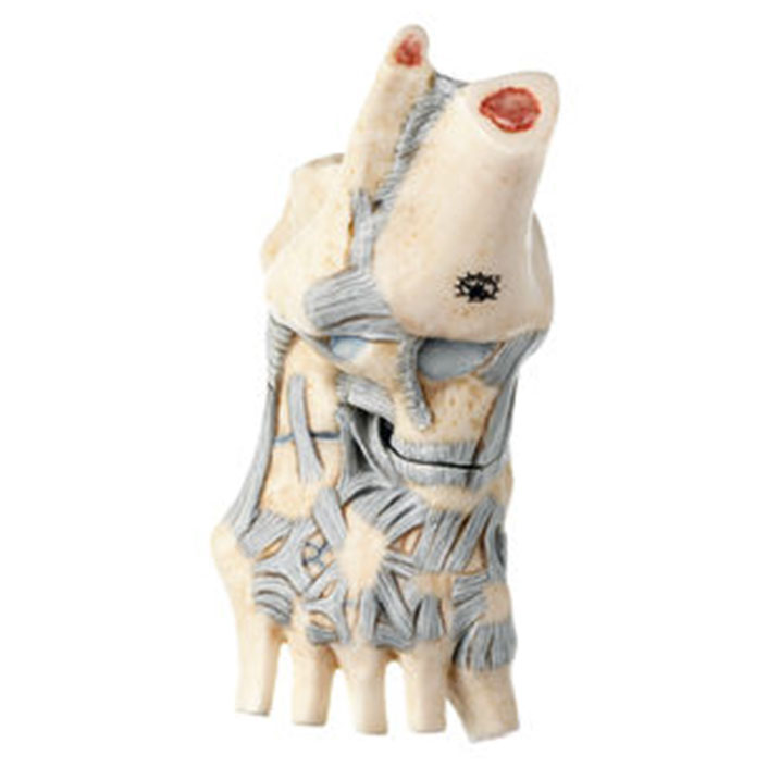 Ligaments of the Ankle With Open Talonavicular Joint - Adam,Rouilly