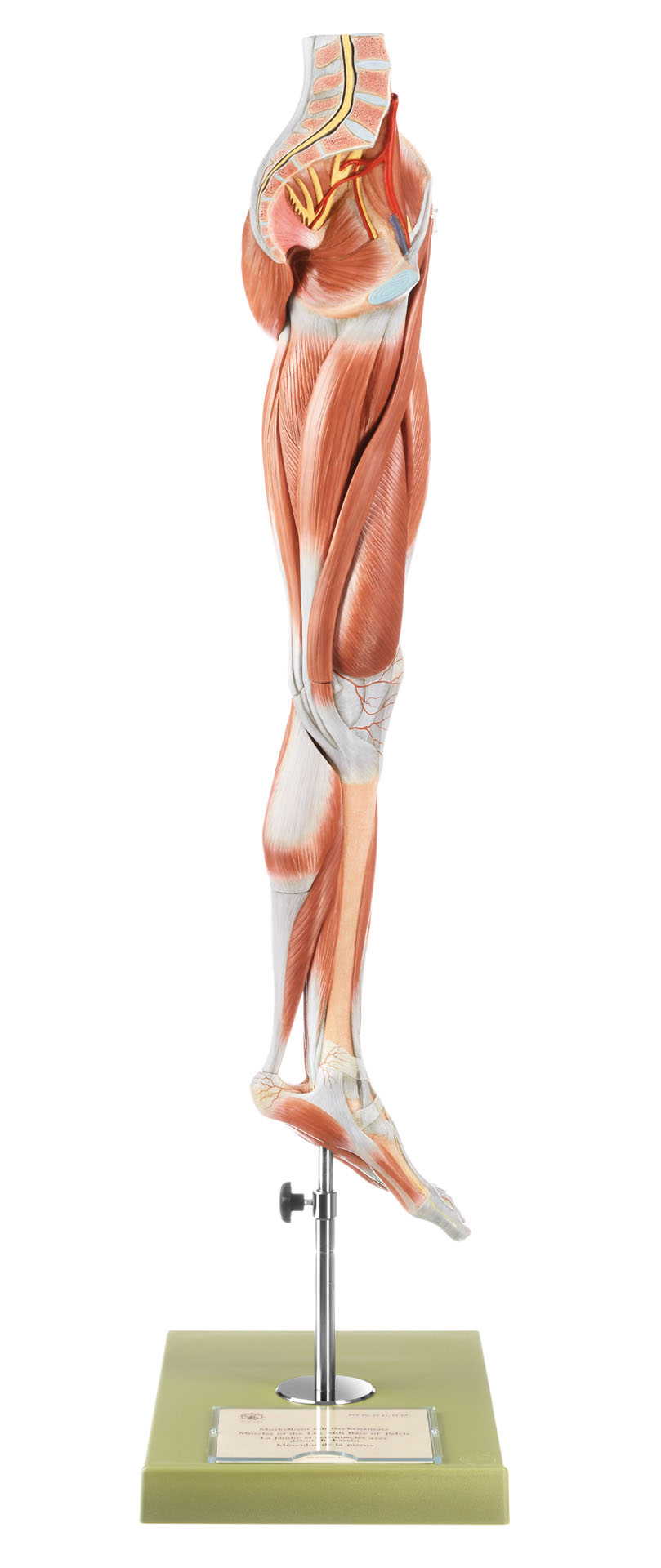 Muscles Of The Leg With Base Of Pelvis, Light | Adam,Rouilly