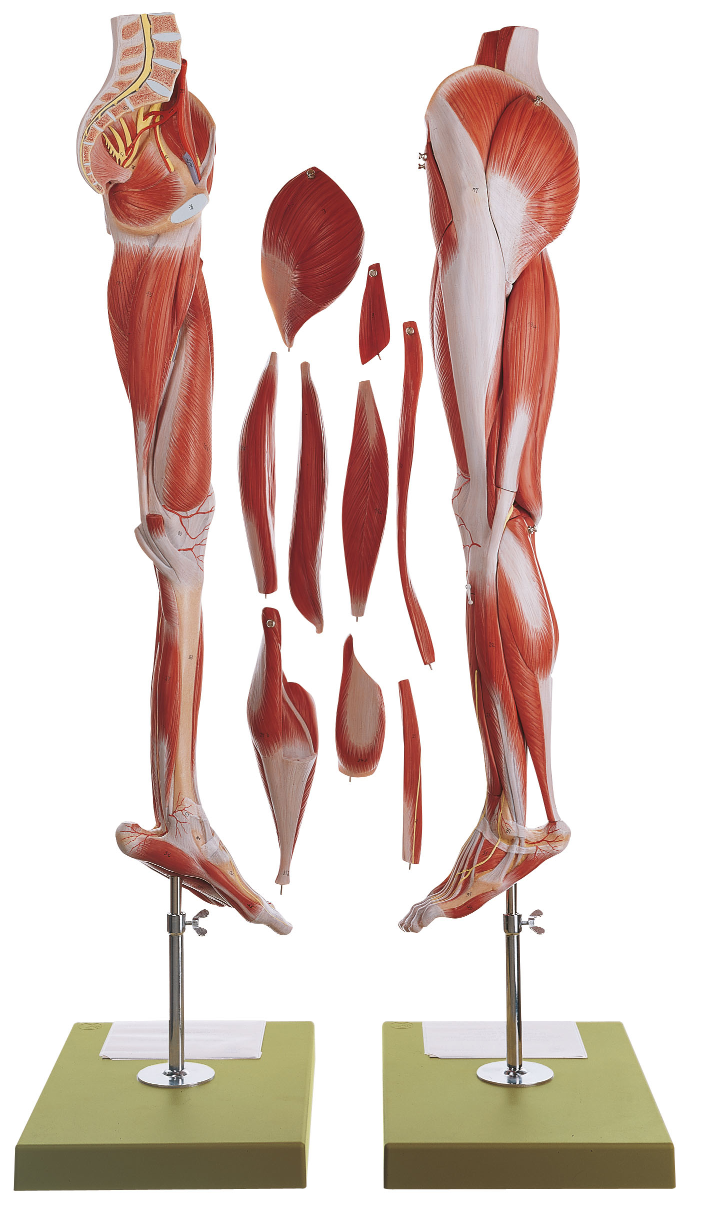 Muscles Of The Leg With Base Of Pelvis, Light | Adam,Rouilly