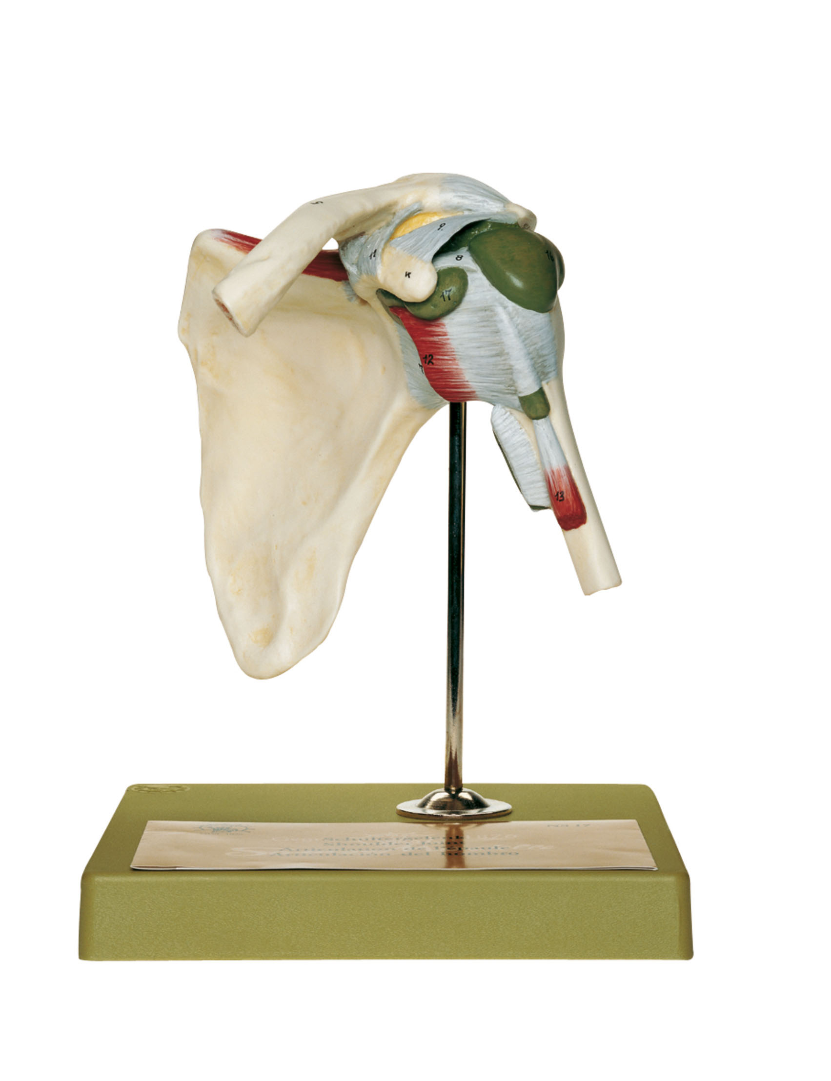 Shoulder Joint - Adam,Rouilly