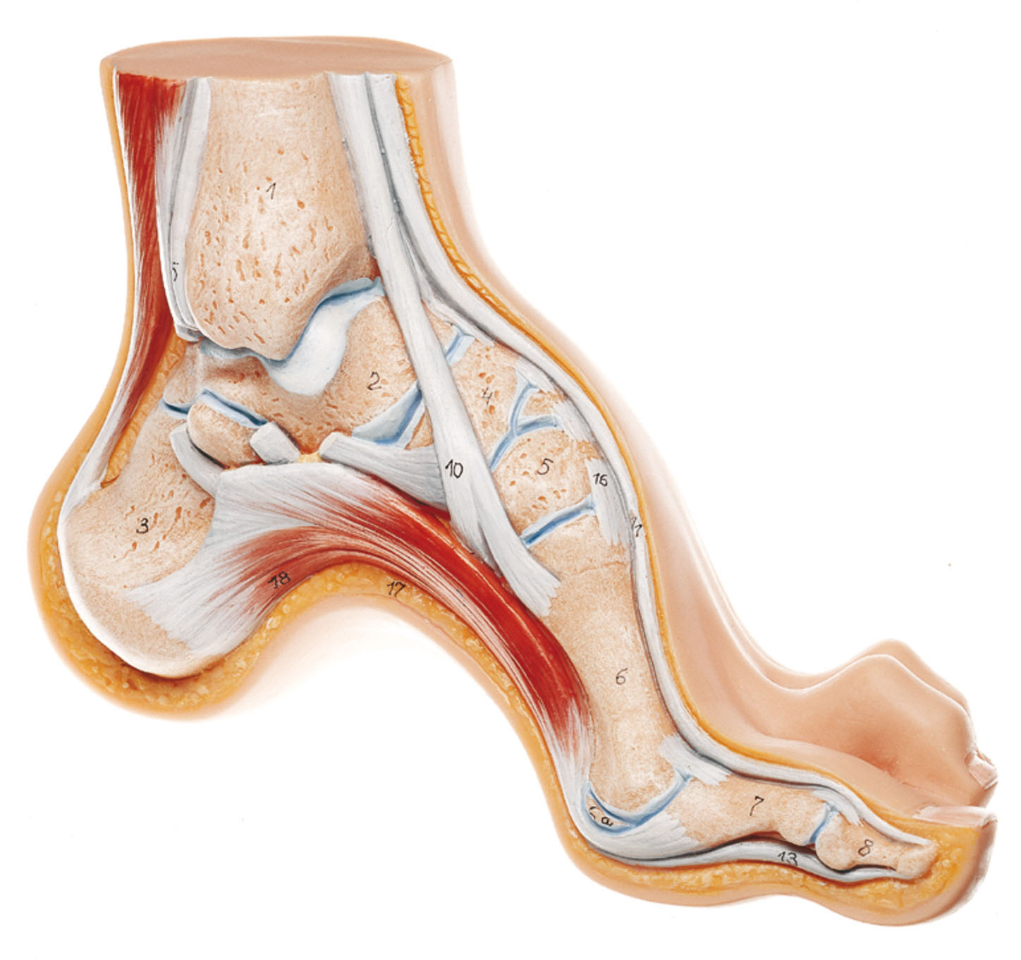 Arched Foot, Light - Adam,Rouilly
