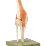Functional Model of the Knee Joint - Adam,Rouilly