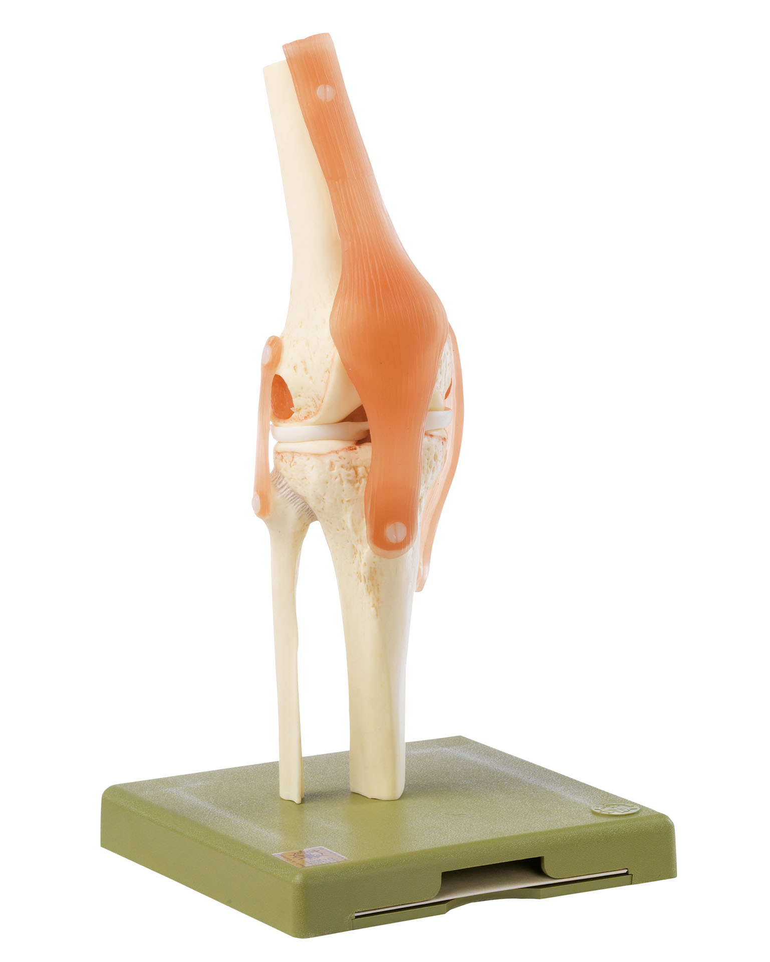 Functional Model of the Knee Joint - Adam,Rouilly