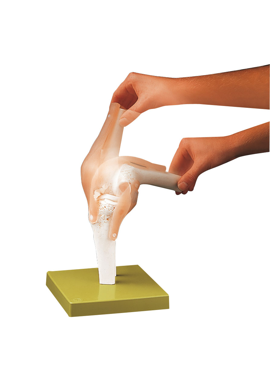 Functional Model of the Knee Joint - Adam,Rouilly