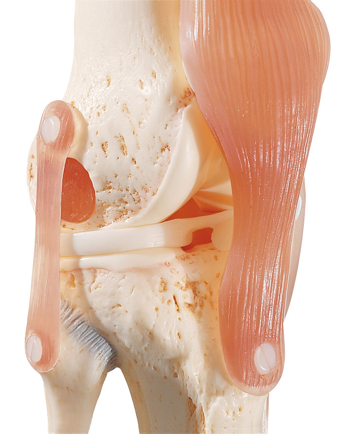 Functional Model of the Knee Joint - Adam,Rouilly