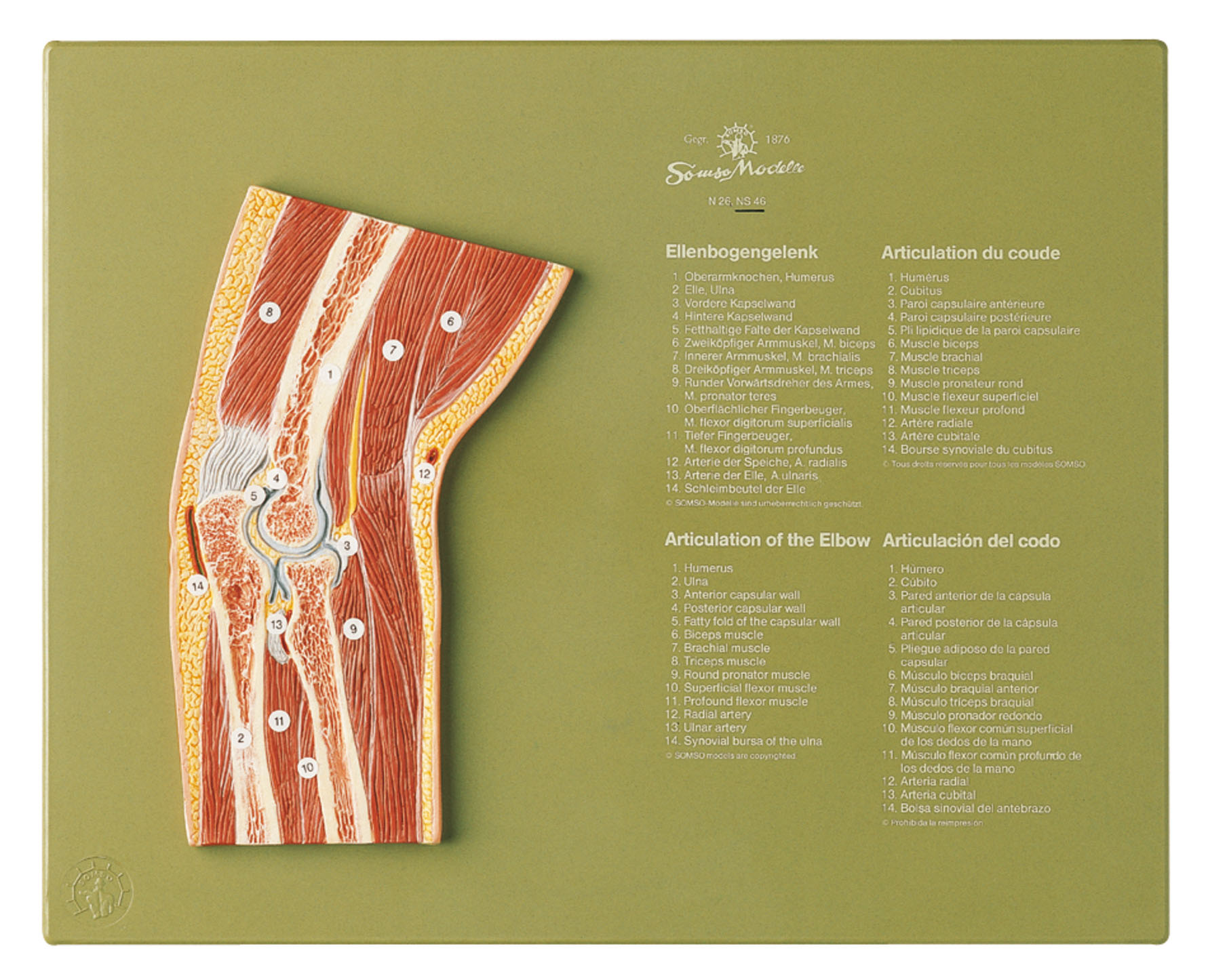 Section Through the Elbow Joint, Light - Adam,Rouilly