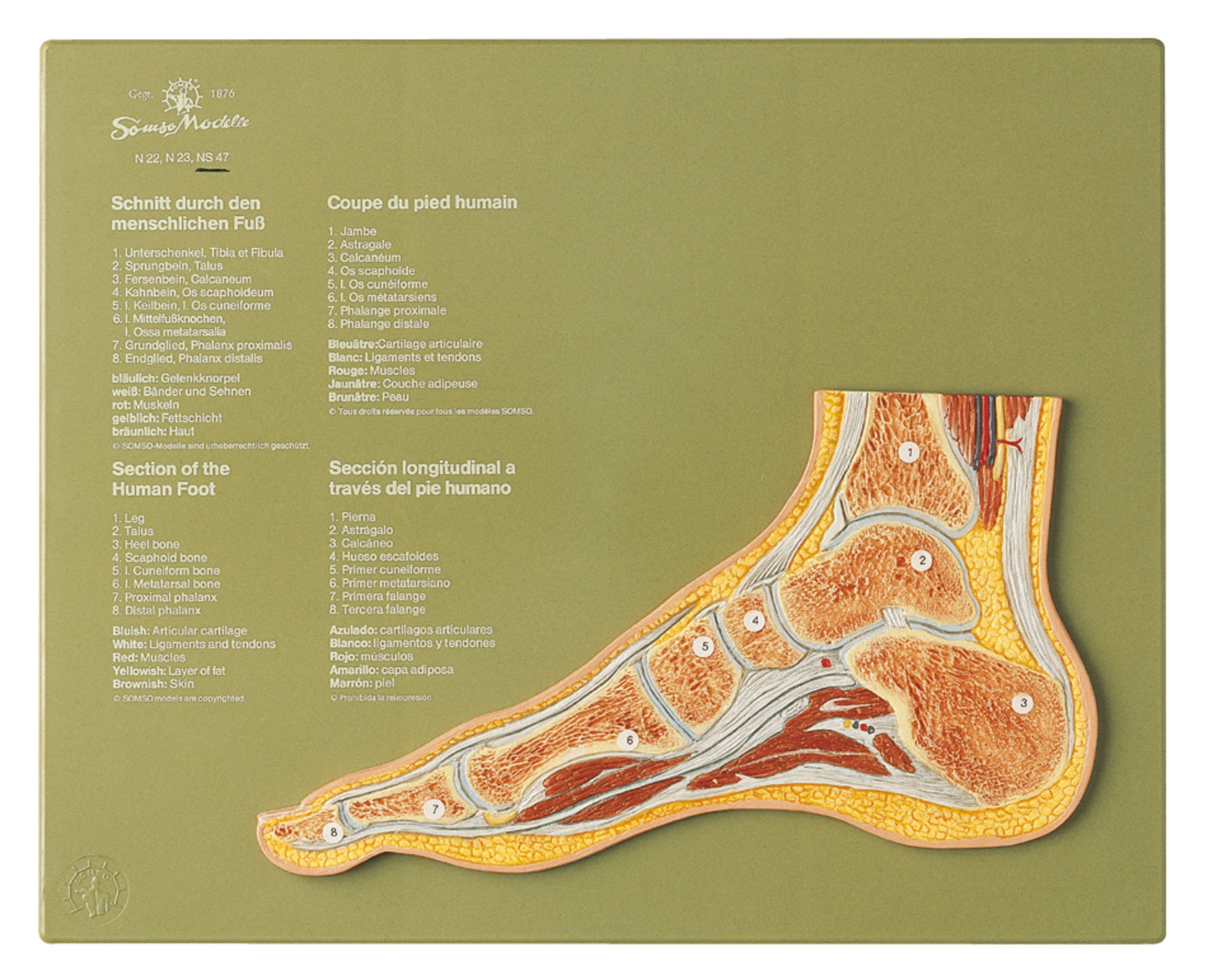 Section Through a Normal Foot, Light - Adam,Rouilly