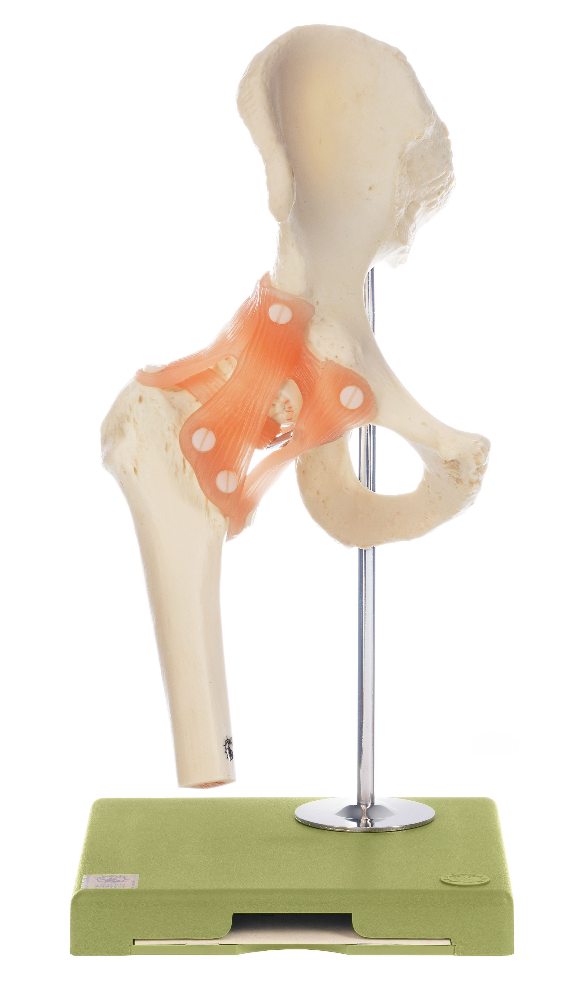 Functional Model of the Hip Joint - Adam,Rouilly
