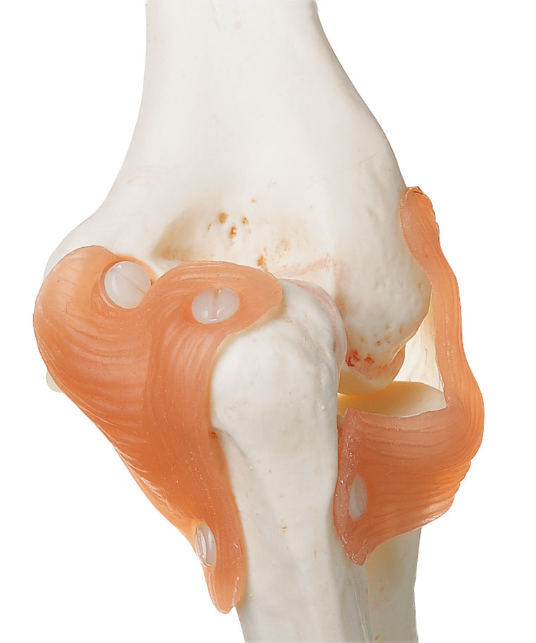 Functional Model of the Elbow Joint - Adam,Rouilly