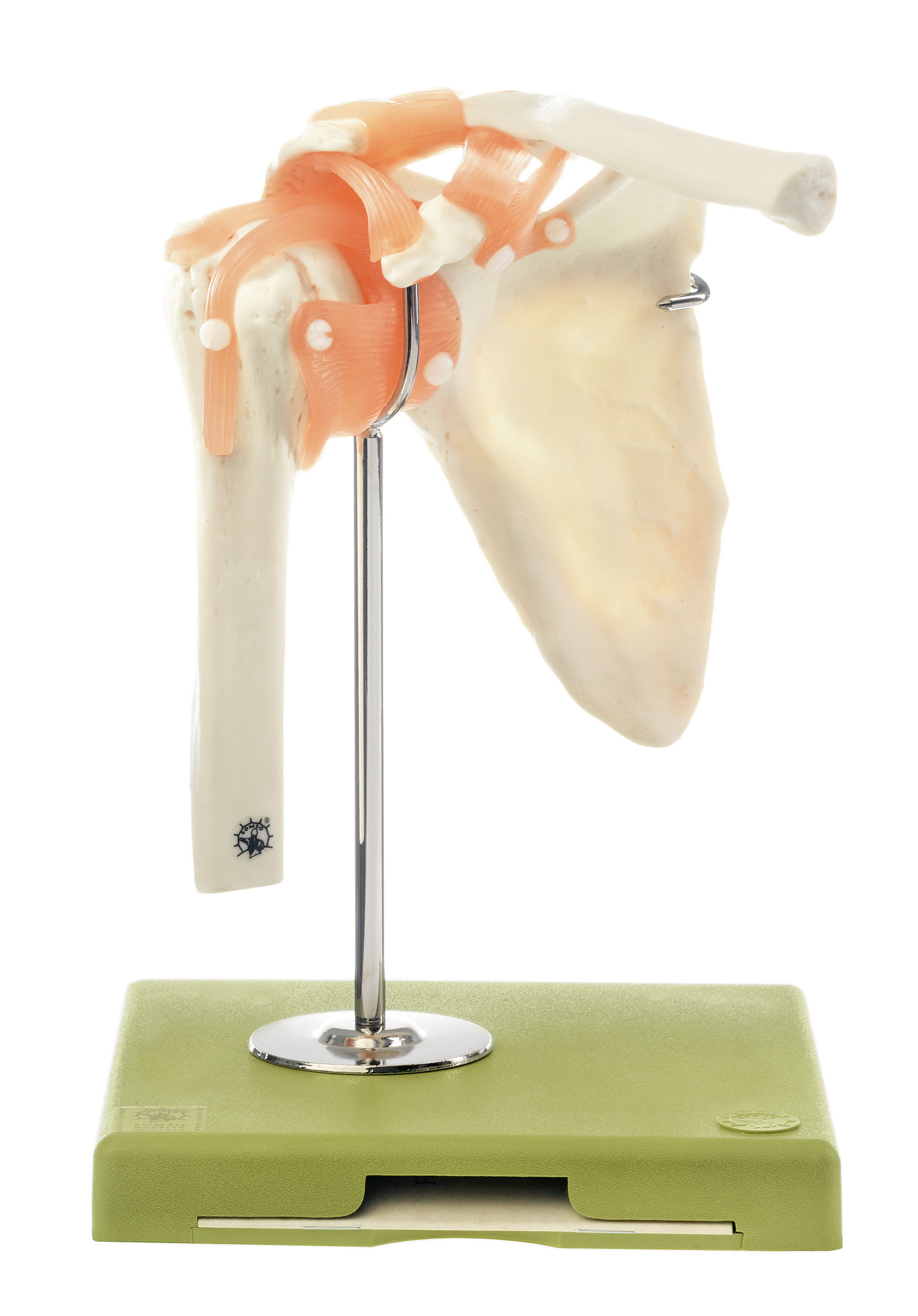 Functional Model of the Shoulder Joint - Adam,Rouilly