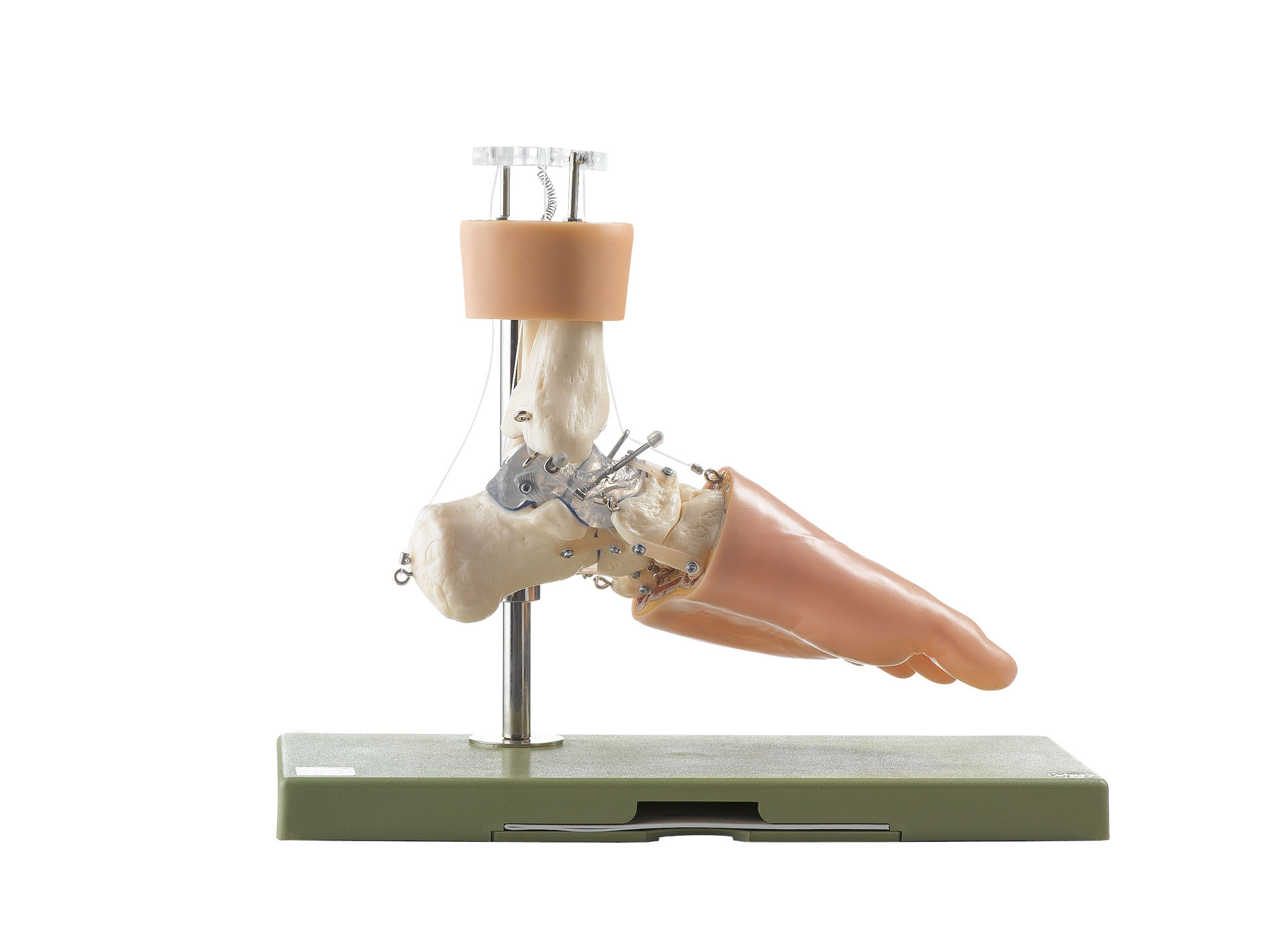 Functional Model of the Tarsus, Light - Adam,Rouilly