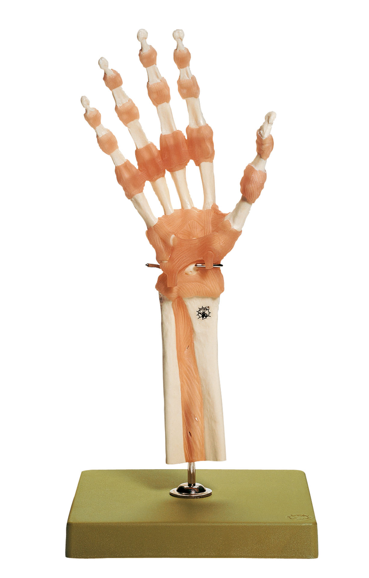 Functional Model Of The Hand & Finger Joints | Adam,Rouilly