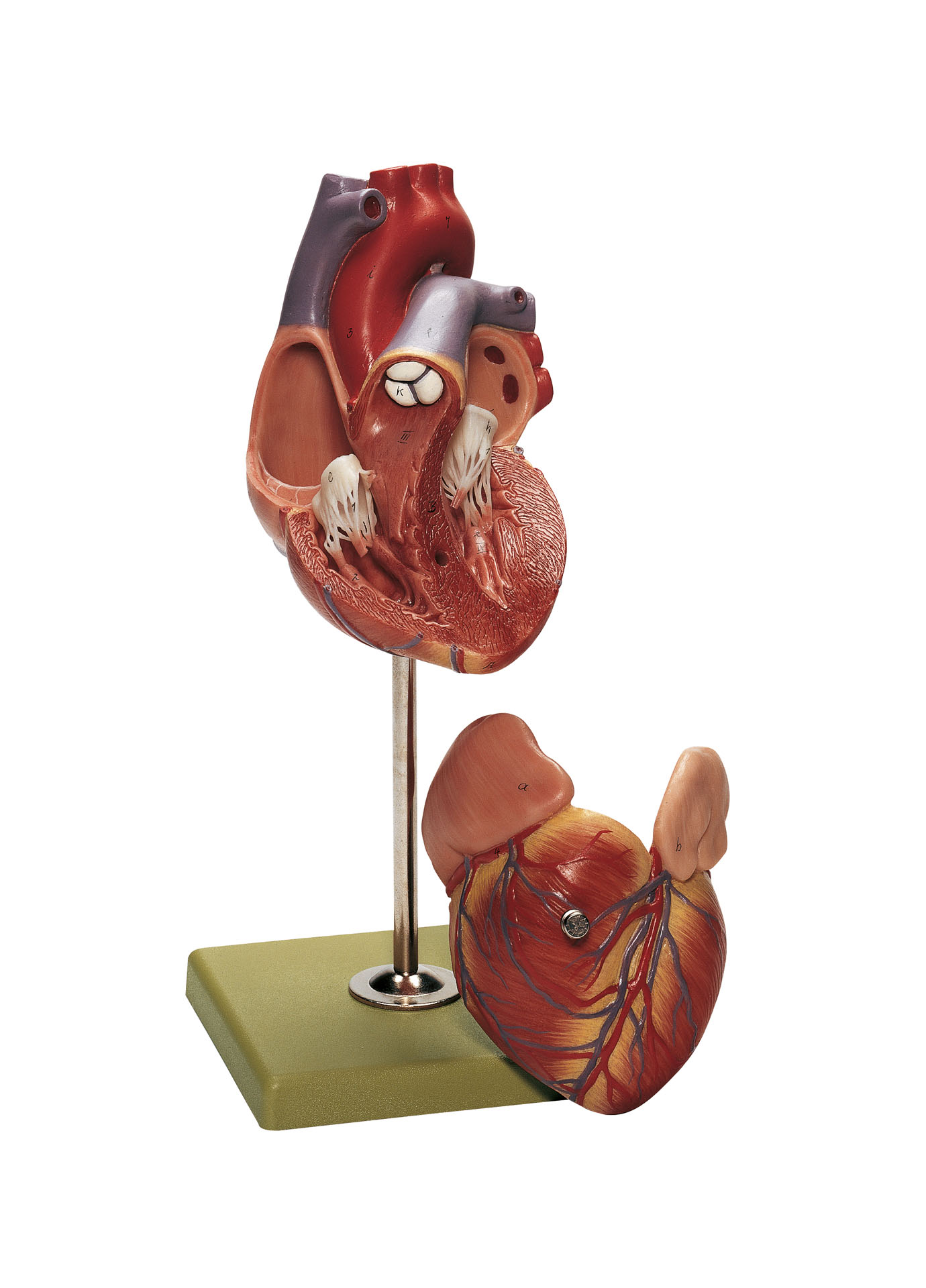 Heart - Separates Into 2 Parts - Adam,Rouilly