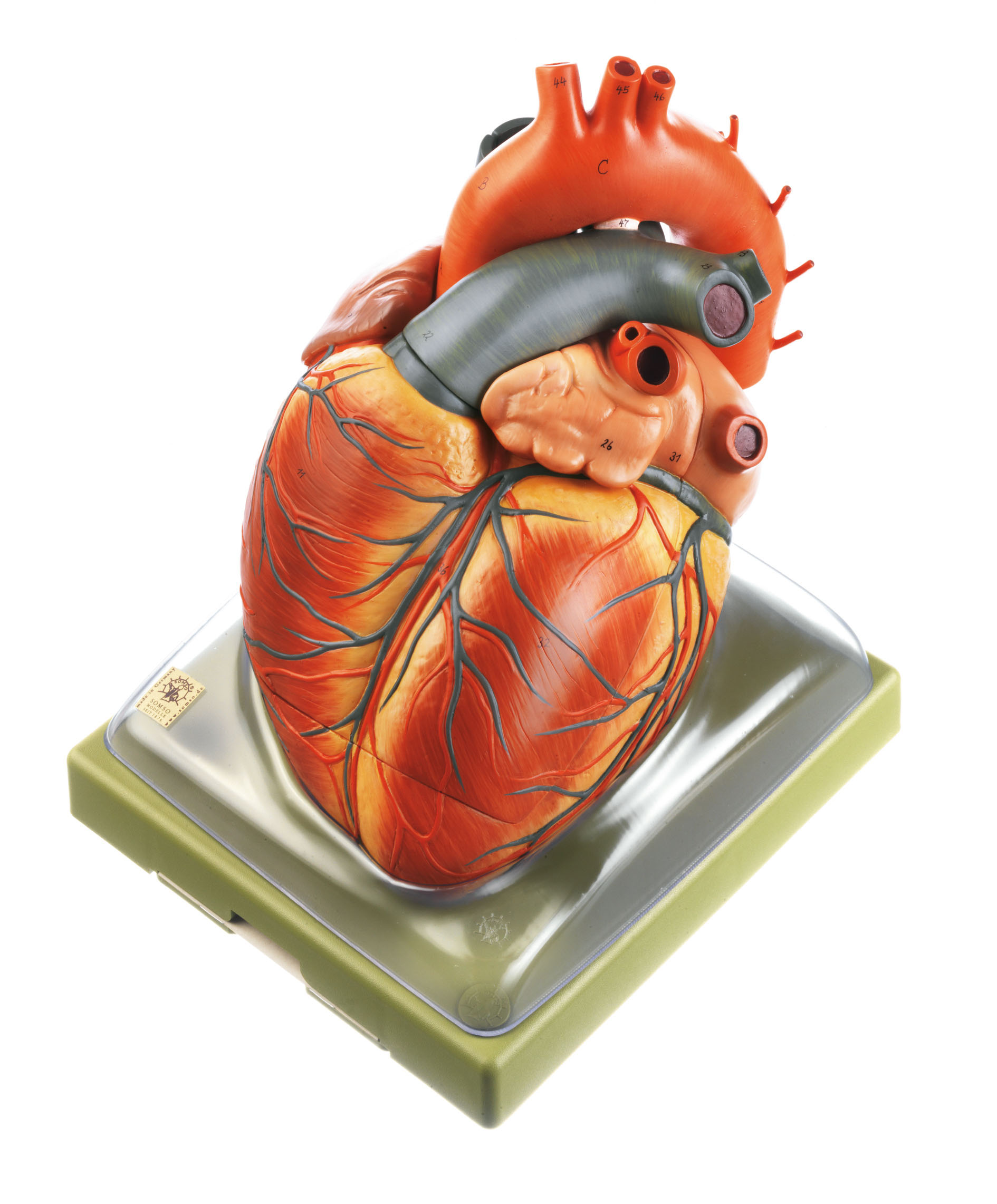 Heart - Separates Into 3 Parts - Adam,Rouilly