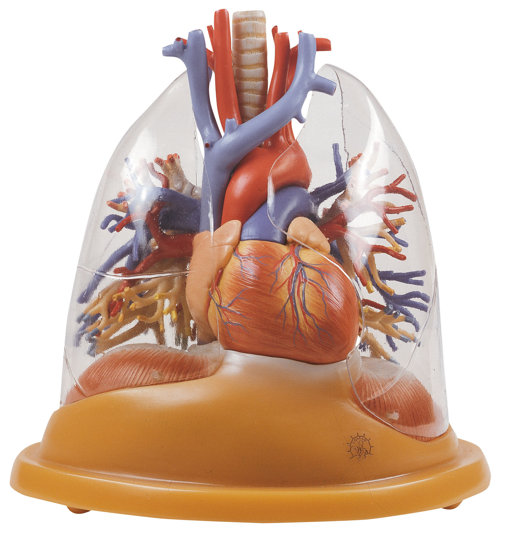 Heart-lung Table Model - Adam,Rouilly