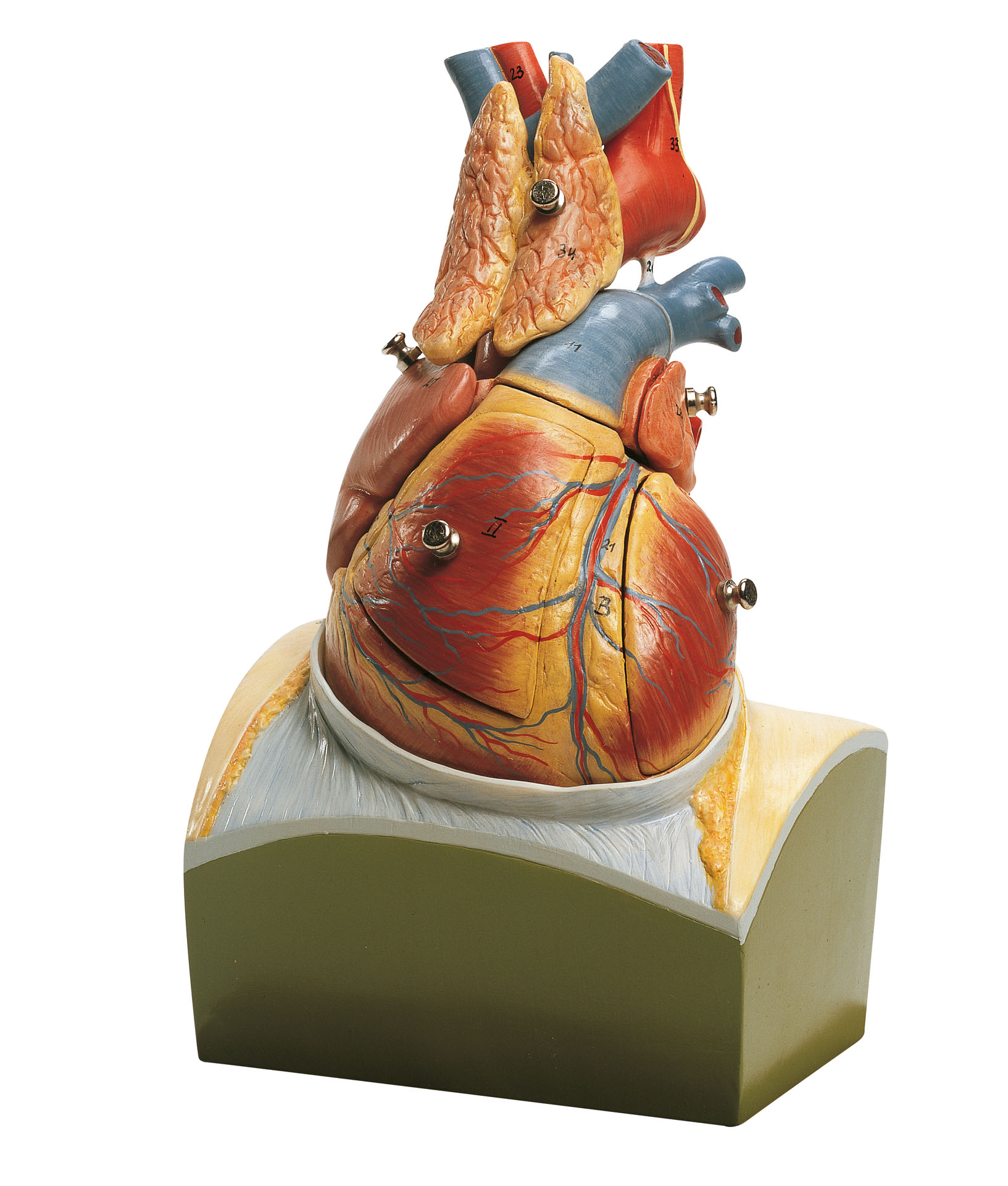Heart on Diaphragm Base - Separates Into 8 Parts - Adam,Rouilly
