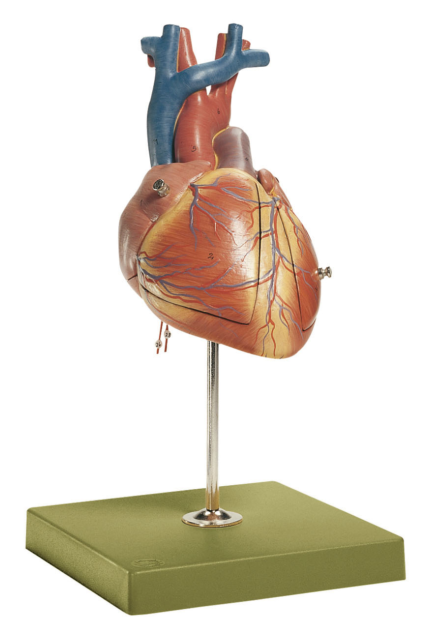 Fetal Heart - Adam,Rouilly