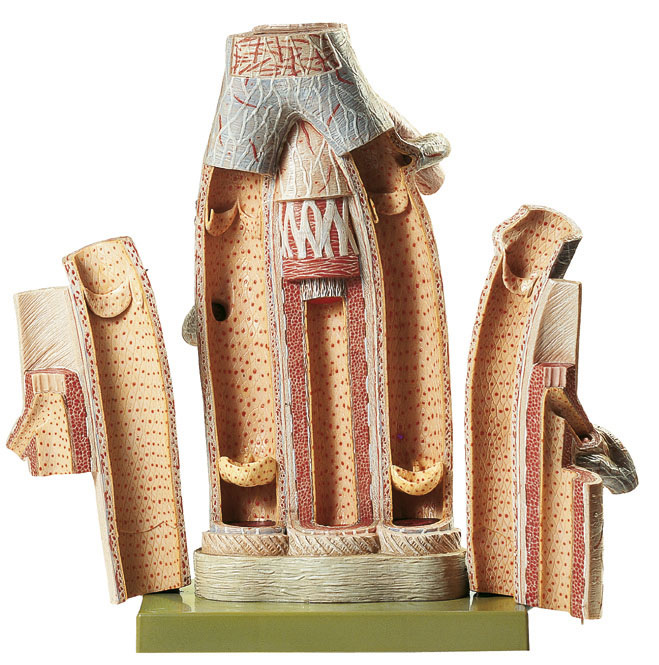 Fine Structure of an Artery and Veins - Adam,Rouilly