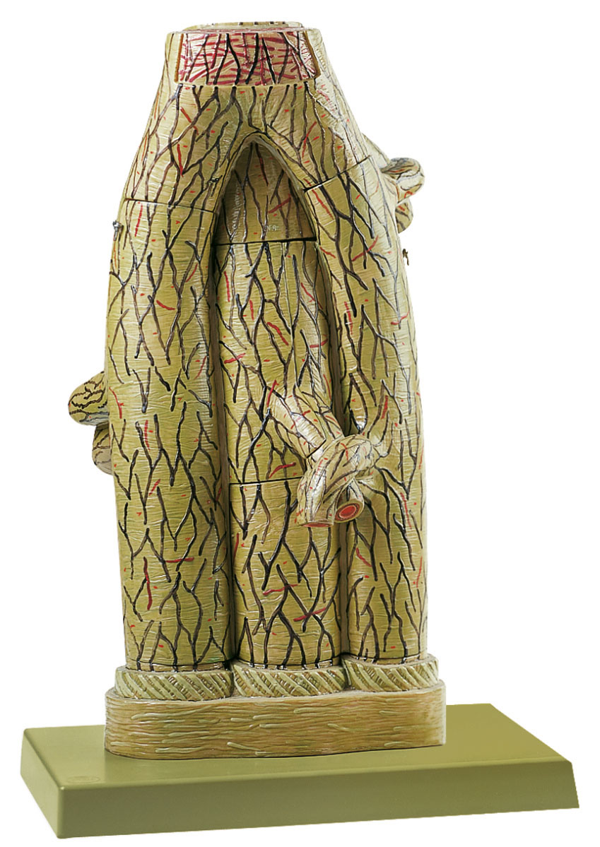 Fine Structure of an Artery and Veins - Adam,Rouilly