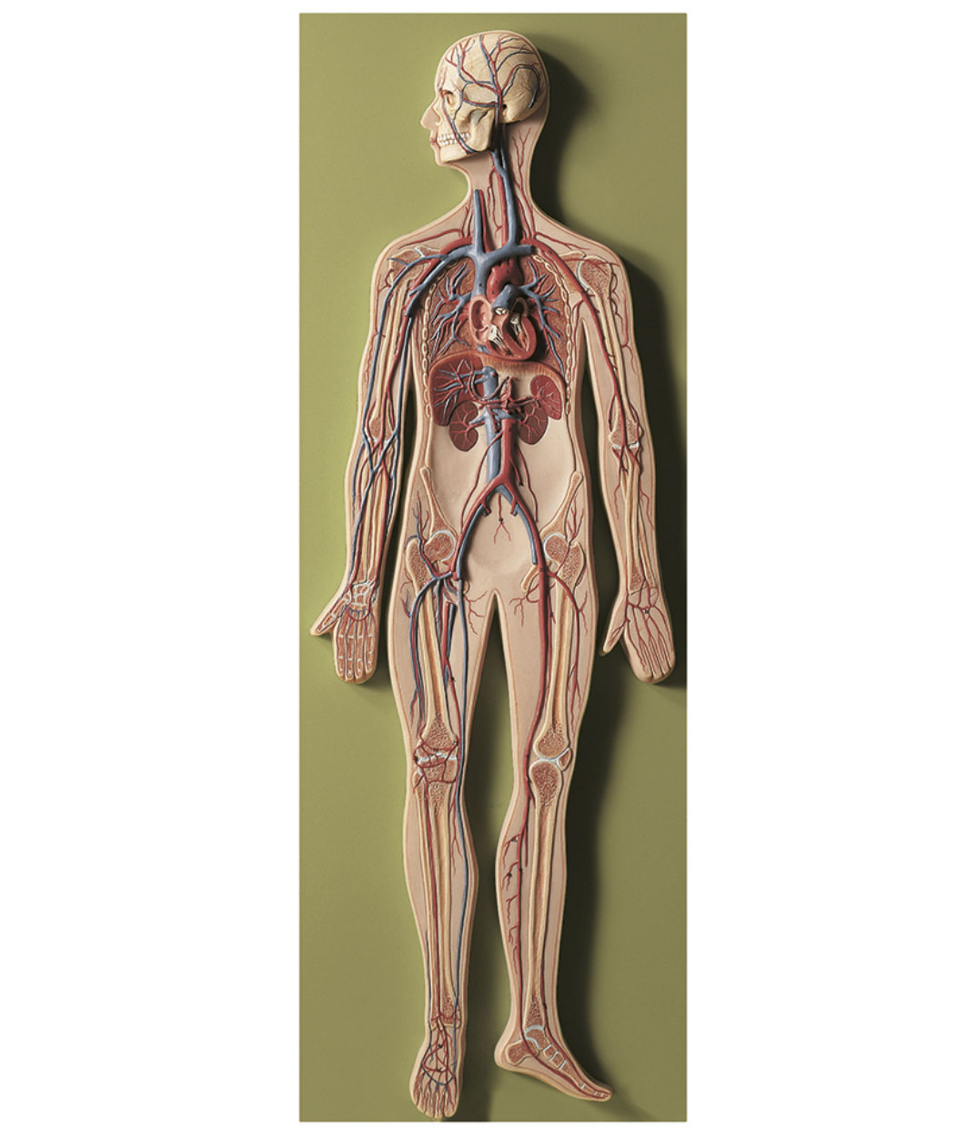 Circulatory System, Light - Adam,Rouilly