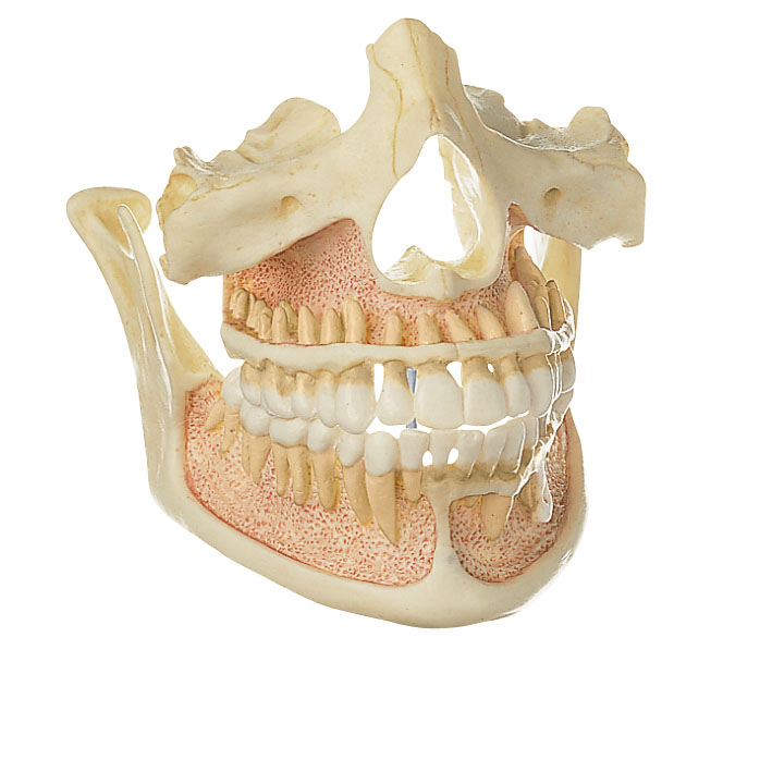 Development of a Set of Teeth - Adam,Rouilly