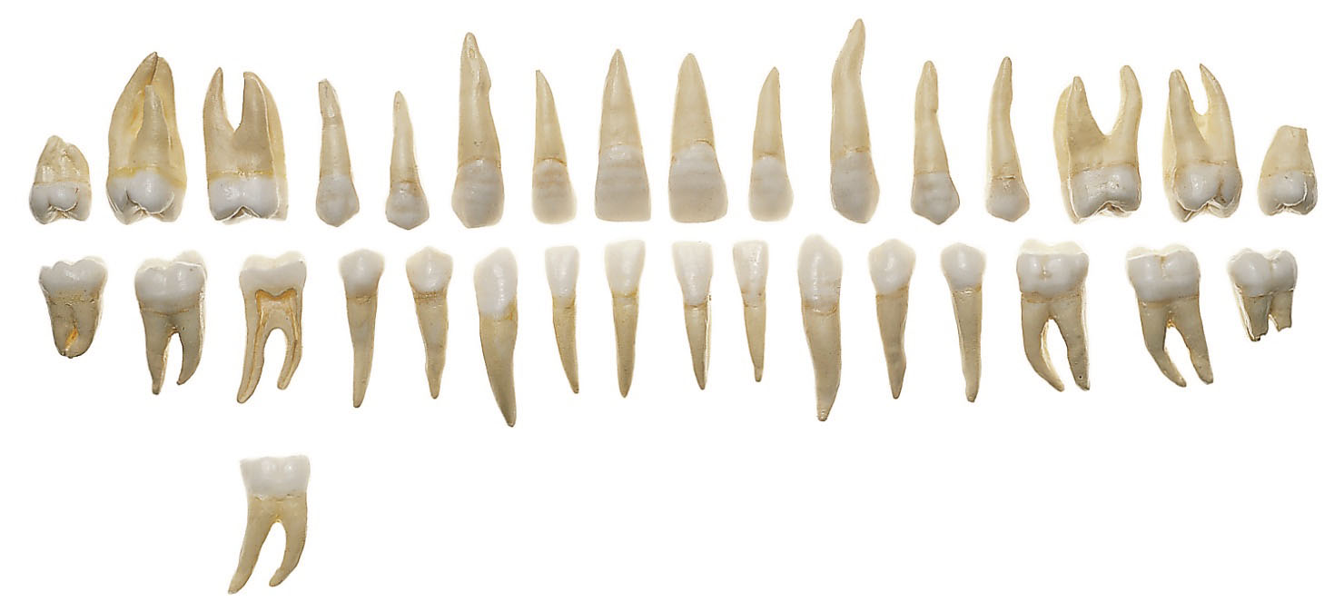 Set of Teeth of an Adult - Adam,Rouilly