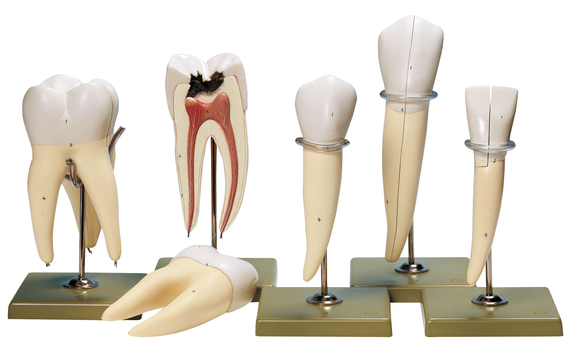 Five Models Of Teeth | Adam,Rouilly