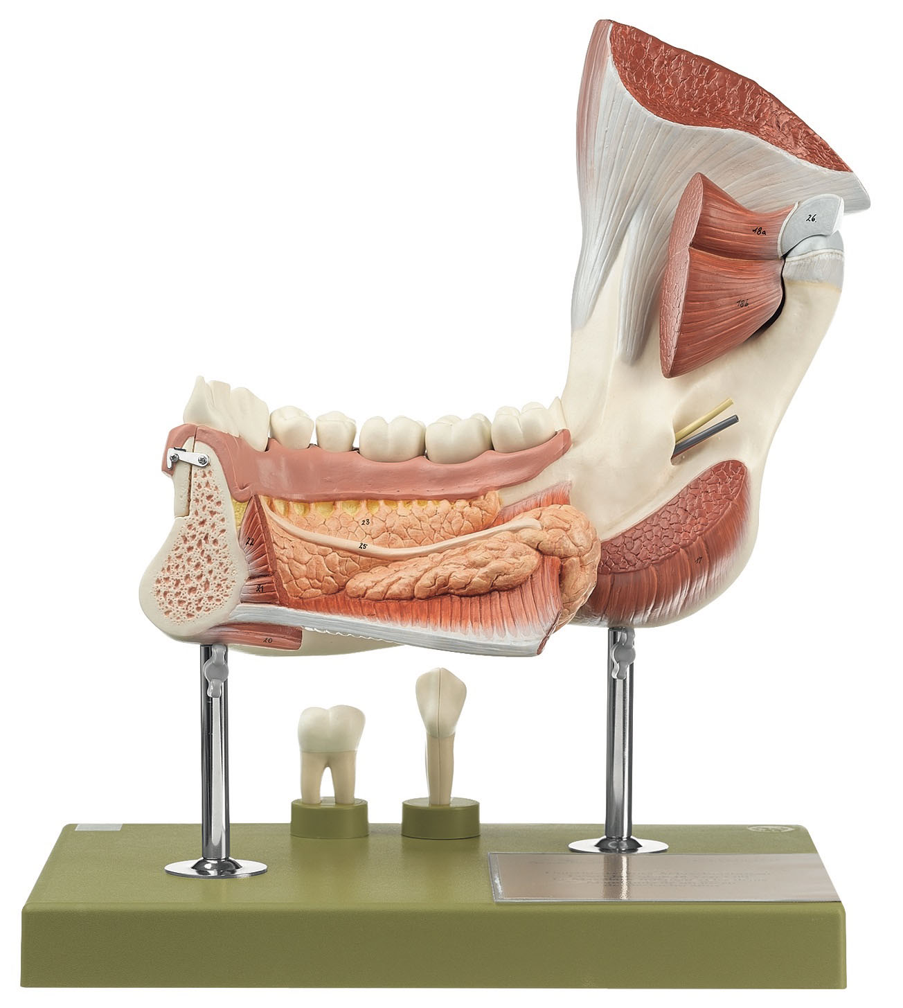 Right Lower Jaw With Muscles - Adam,Rouilly