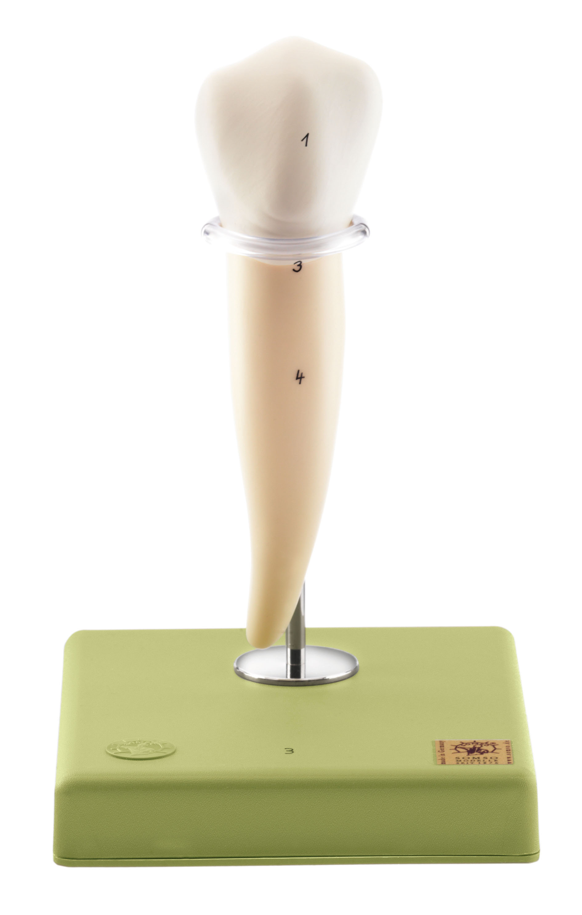 Lower Molar With One Root | Adam,Rouilly