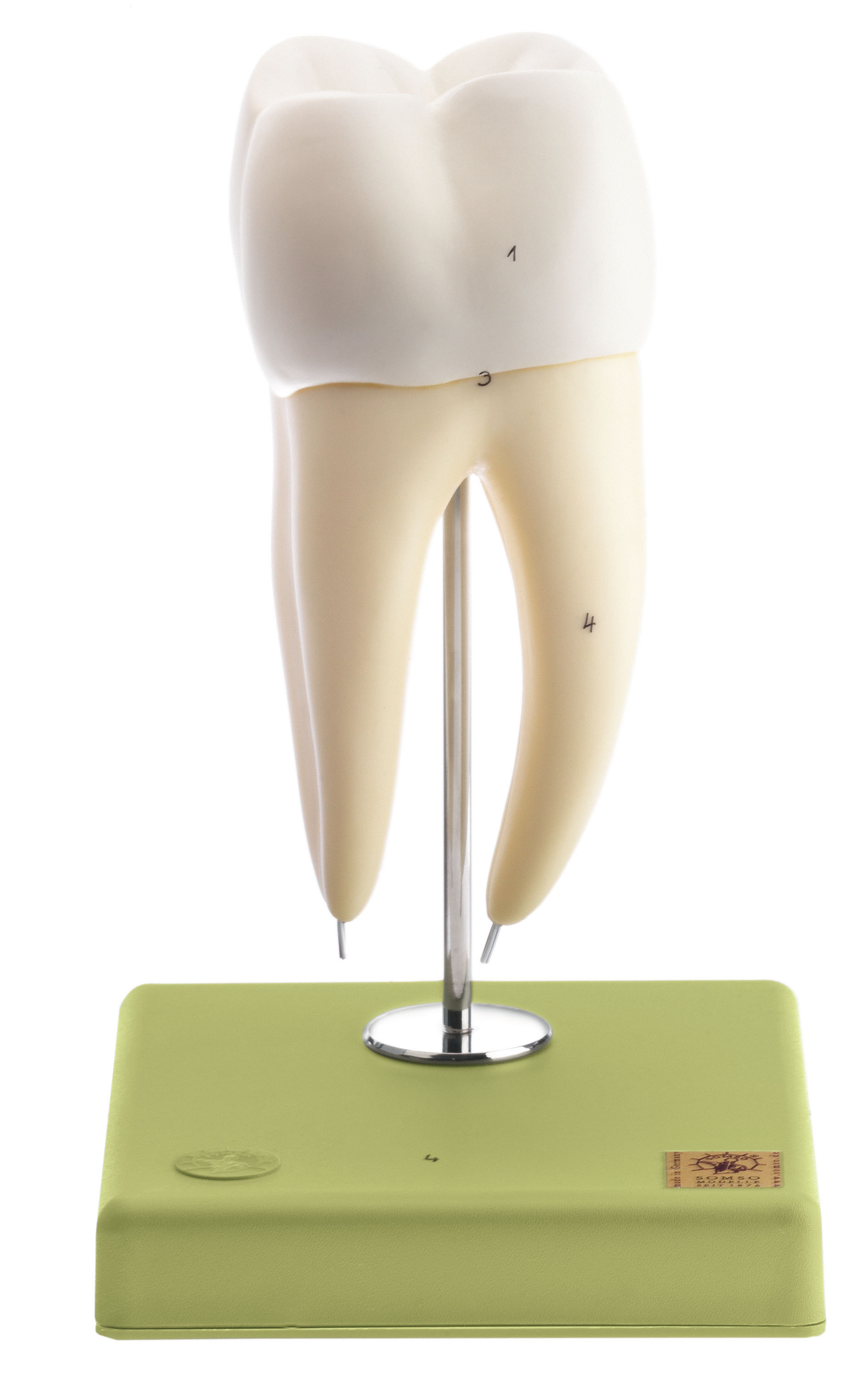 Lower Molar With Two Roots - Adam,Rouilly