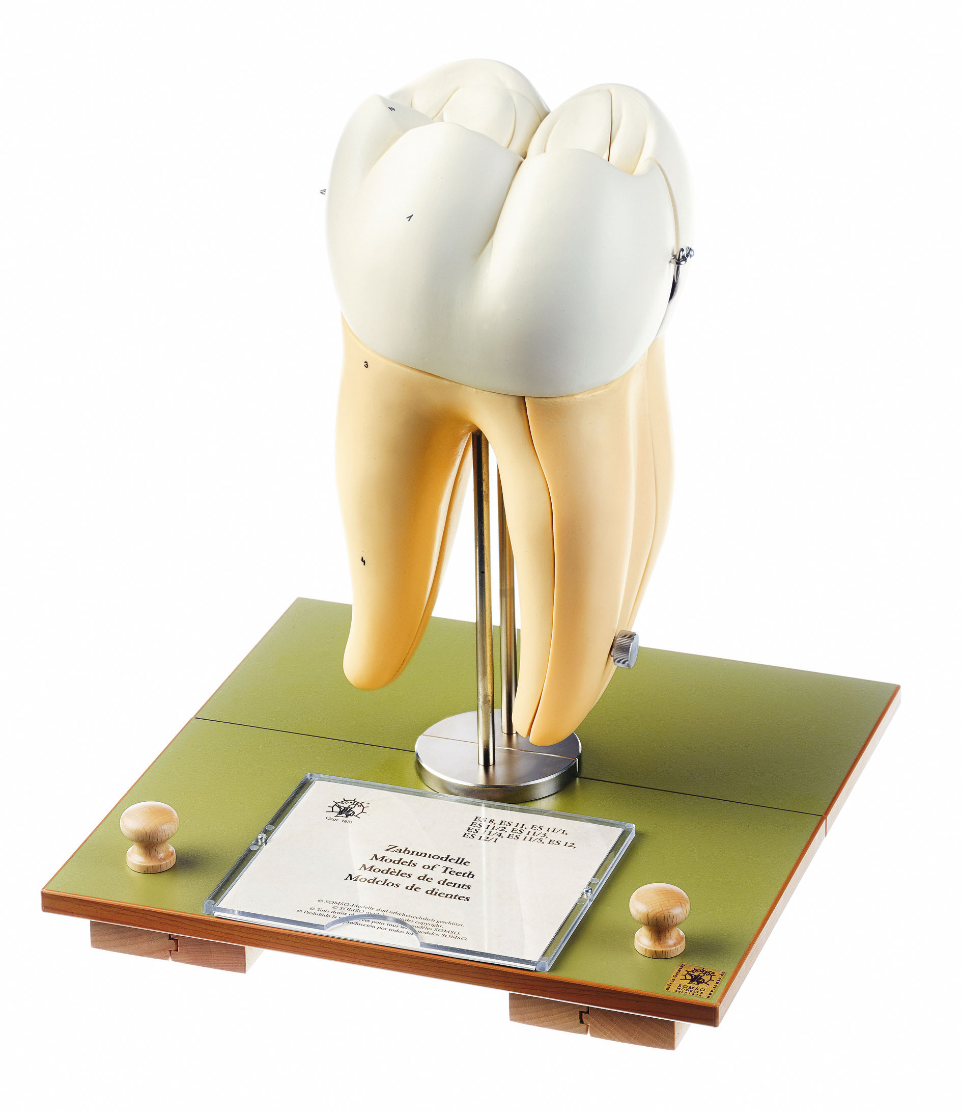 Right Lower First Molar - Adam,Rouilly