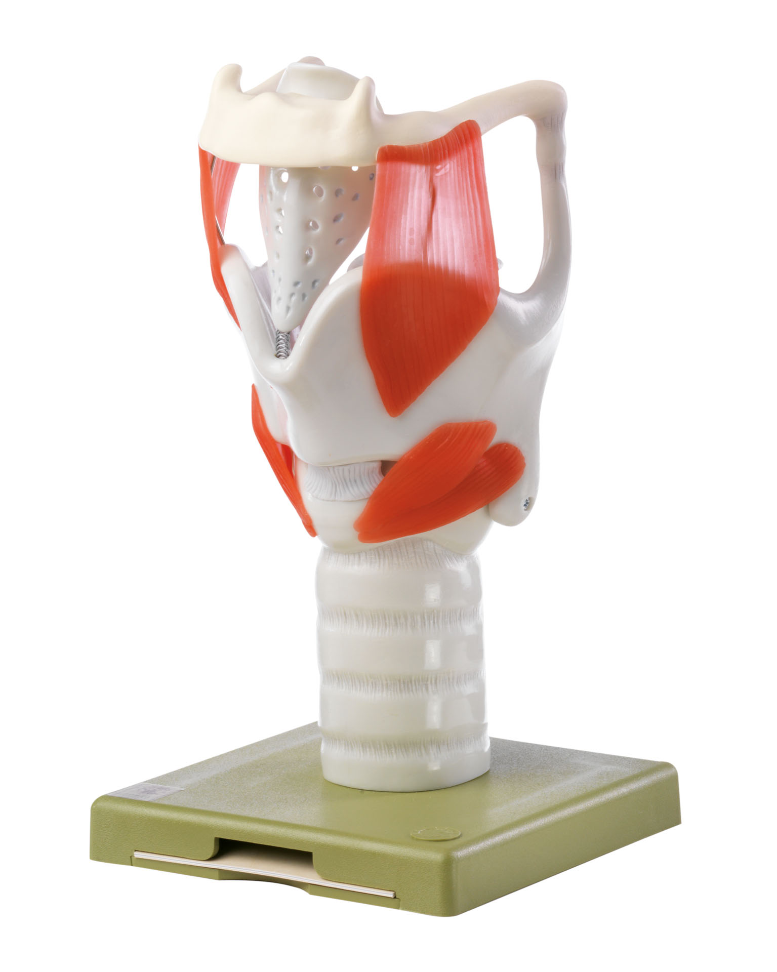 Functional Model Of The Larynx | Adam,Rouilly