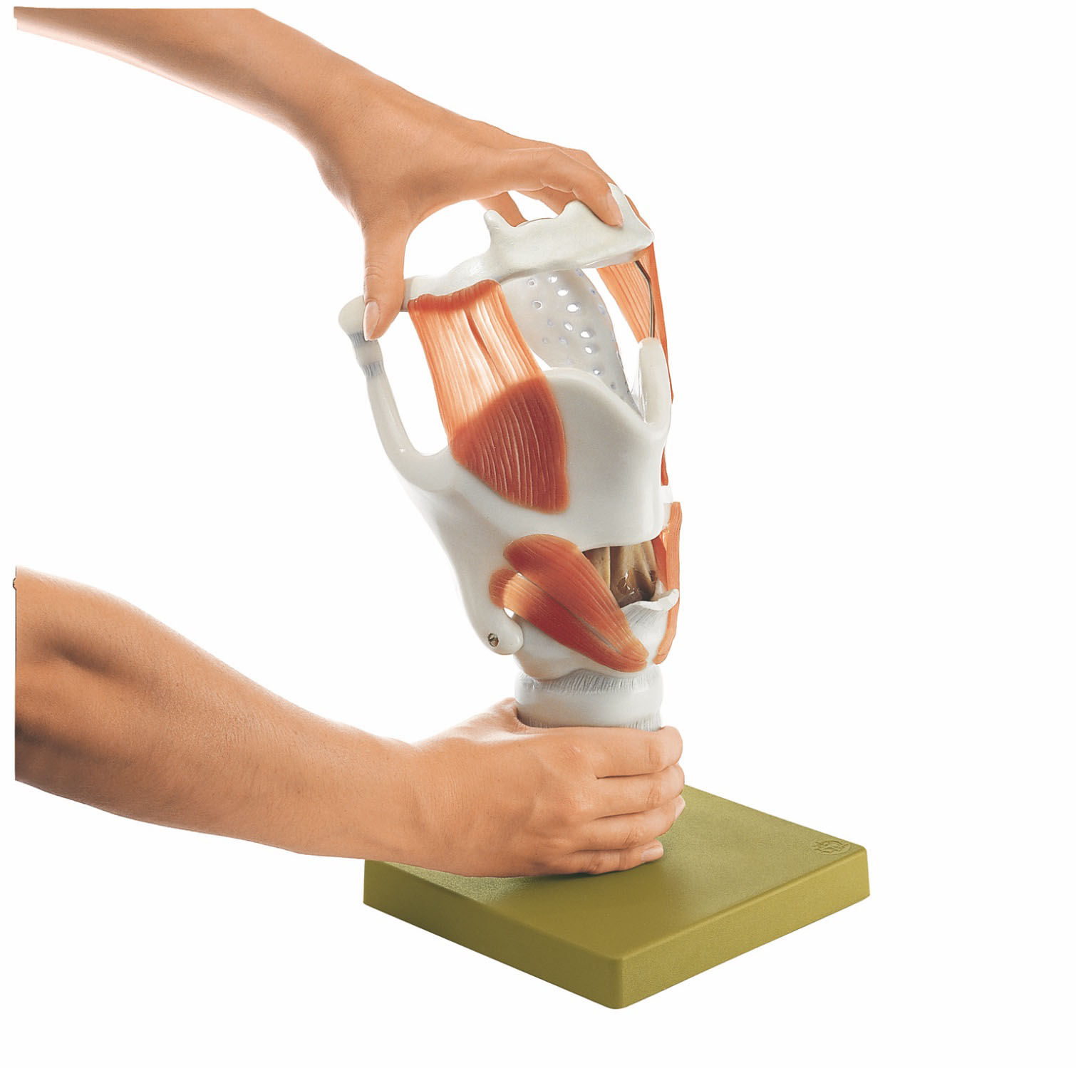 Functional Model Of The Larynx | Adam,Rouilly