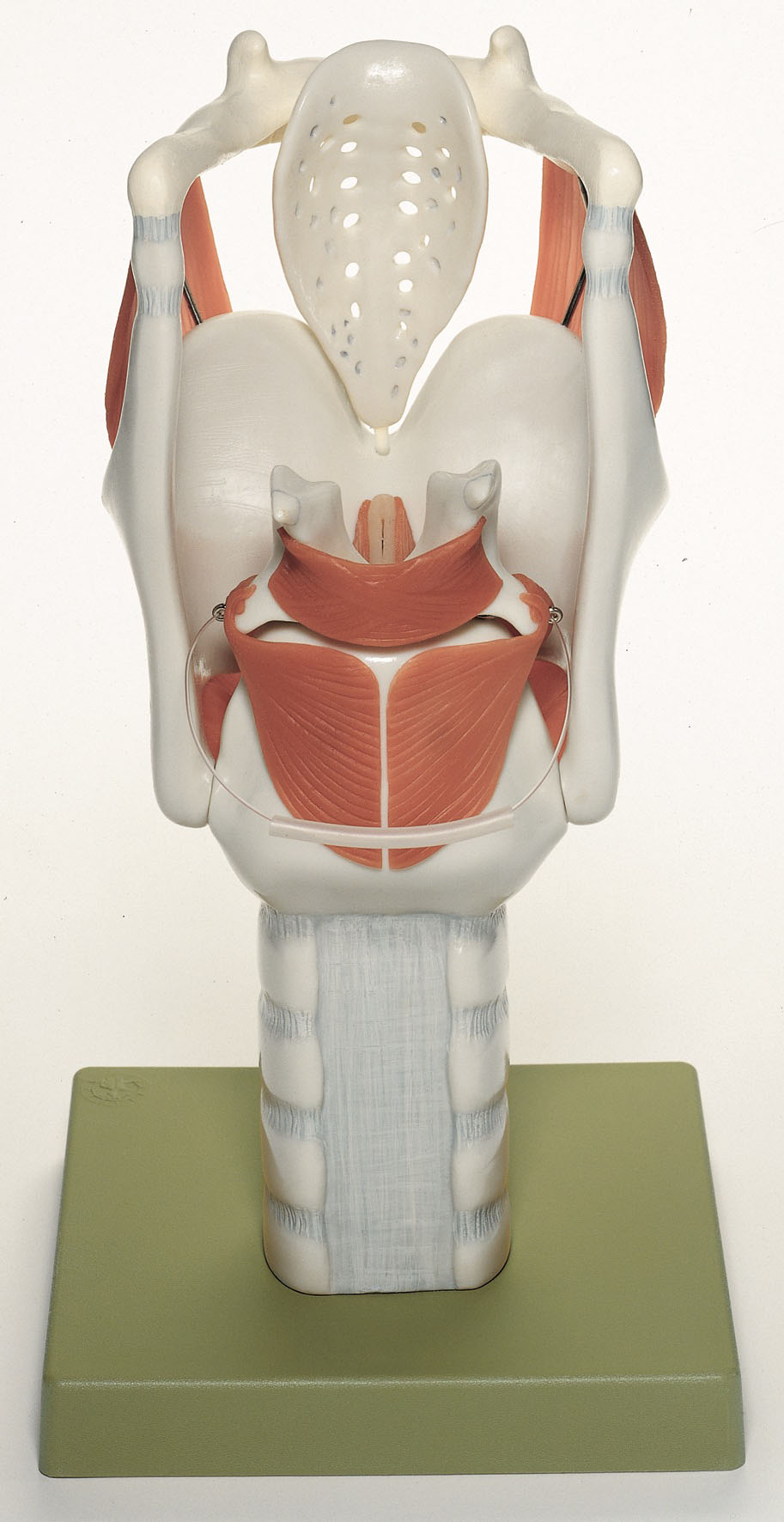 Functional Model Of The Larynx | Adam,Rouilly
