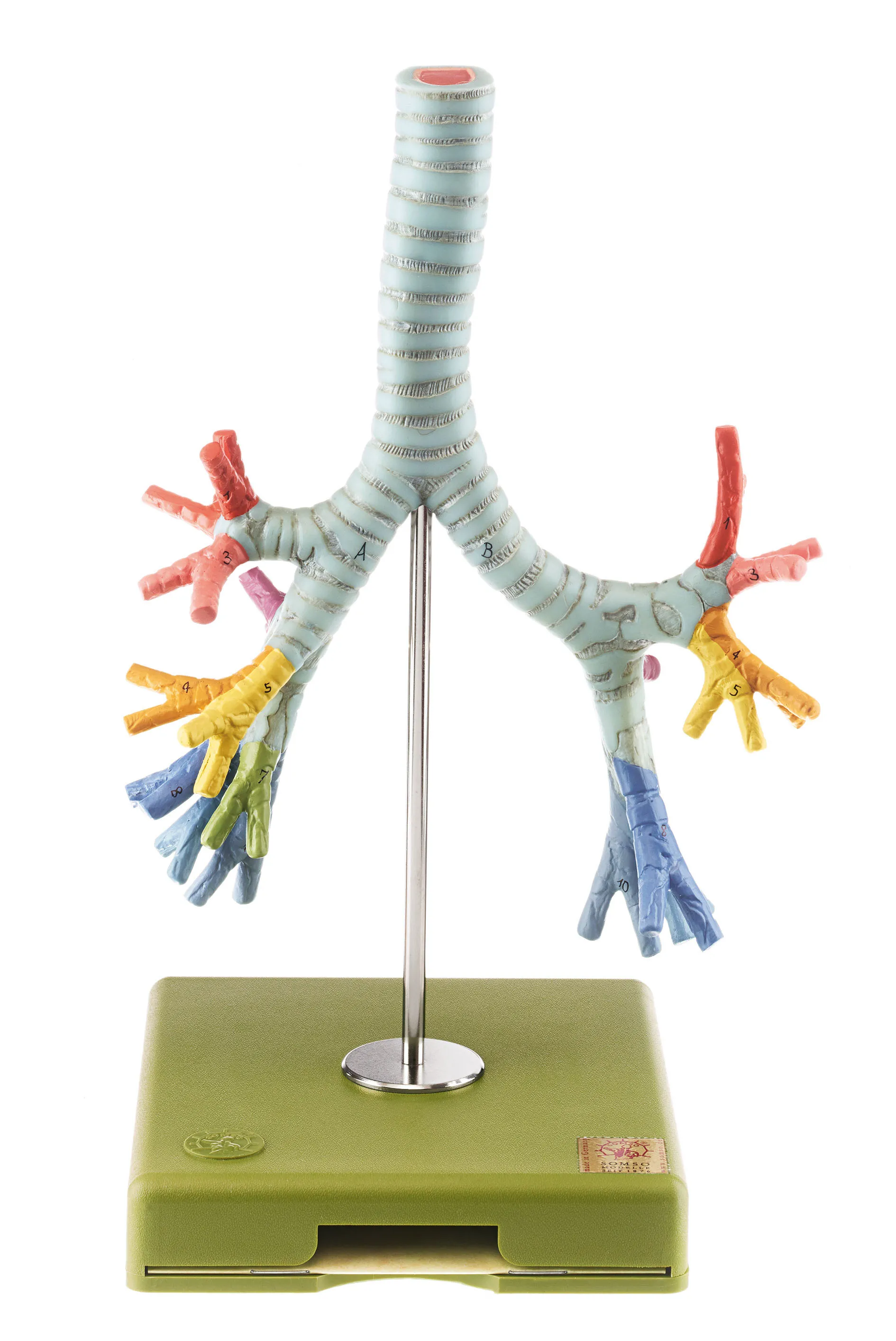 Bronchial Tree - Adam,Rouilly