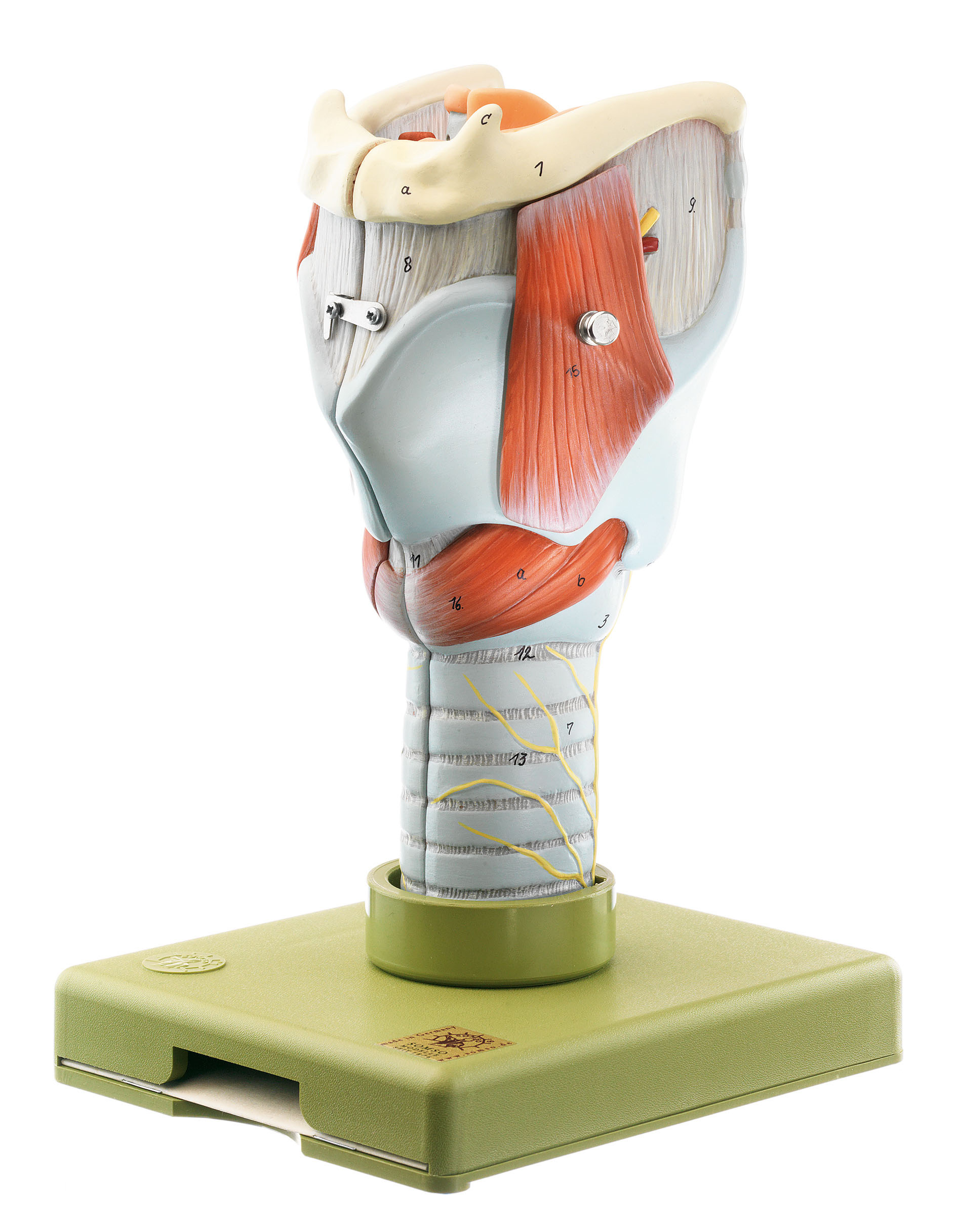 Larynx - Separates Into 5 Parts | Adam,Rouilly