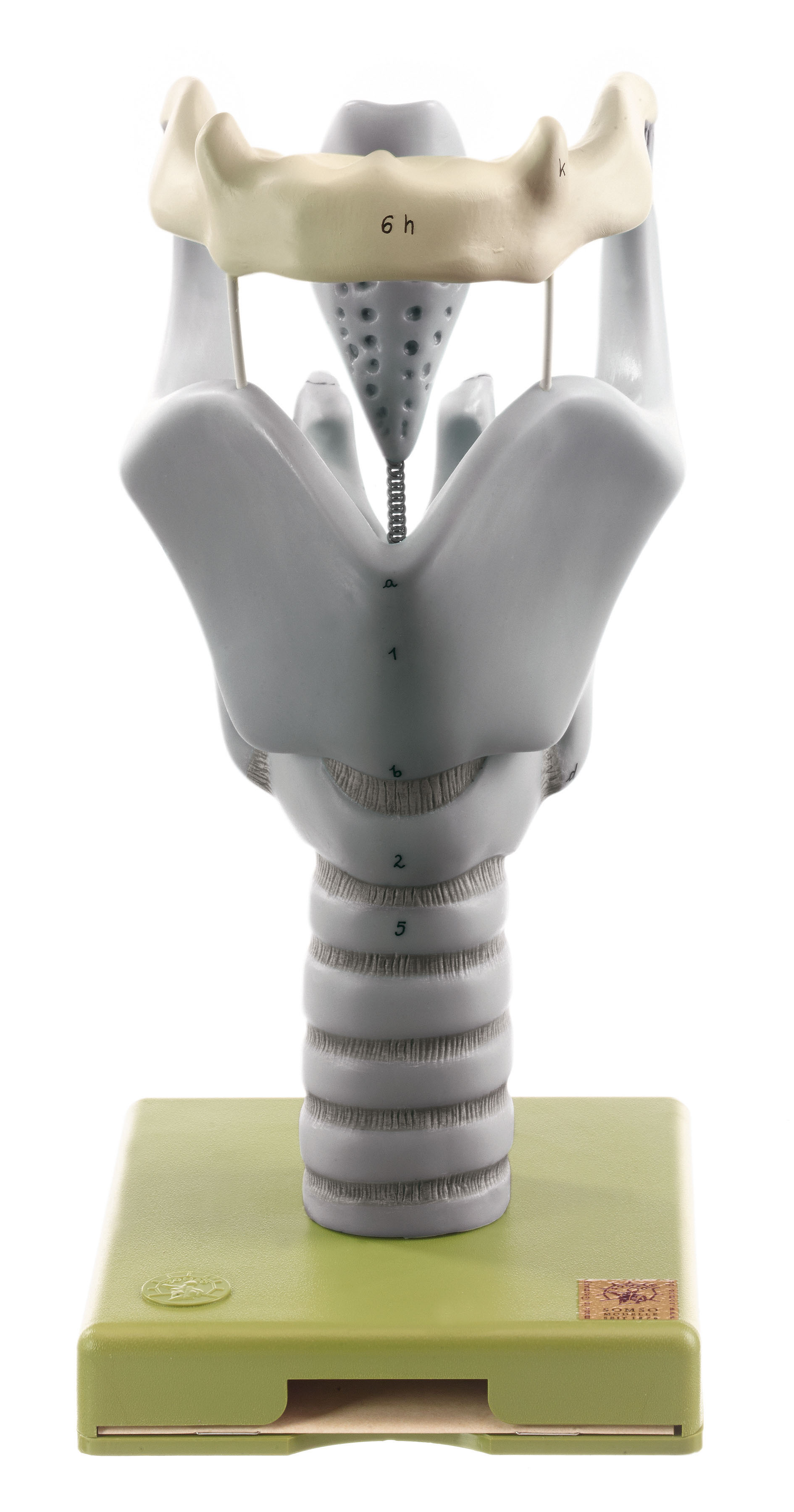 Cartilages Of The Larynx | Adam,Rouilly