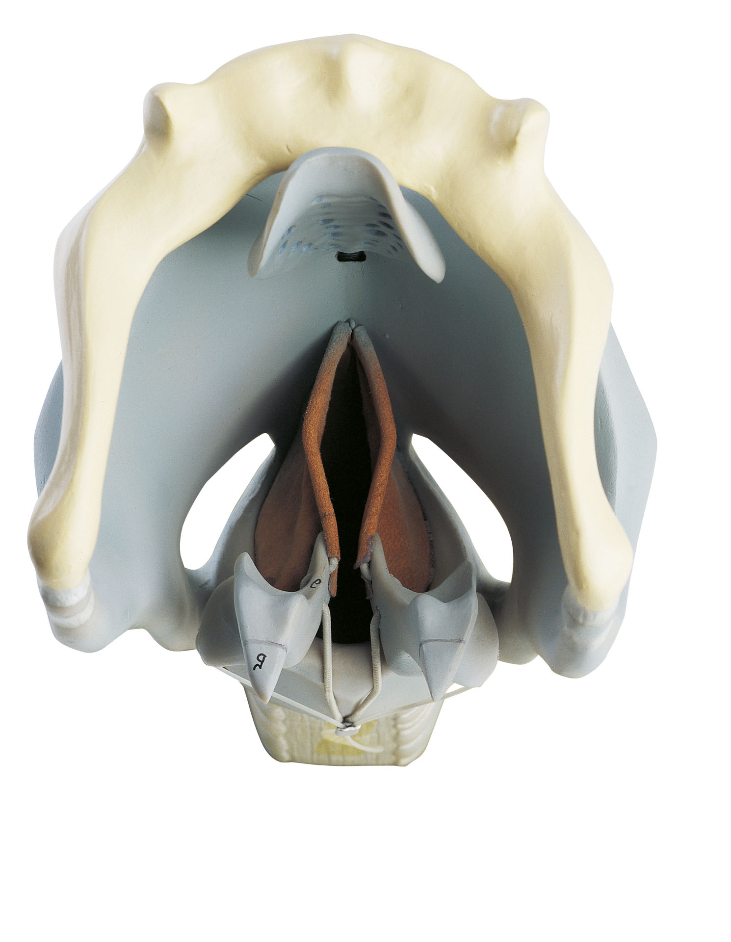 Cartilages Of The Larynx Model