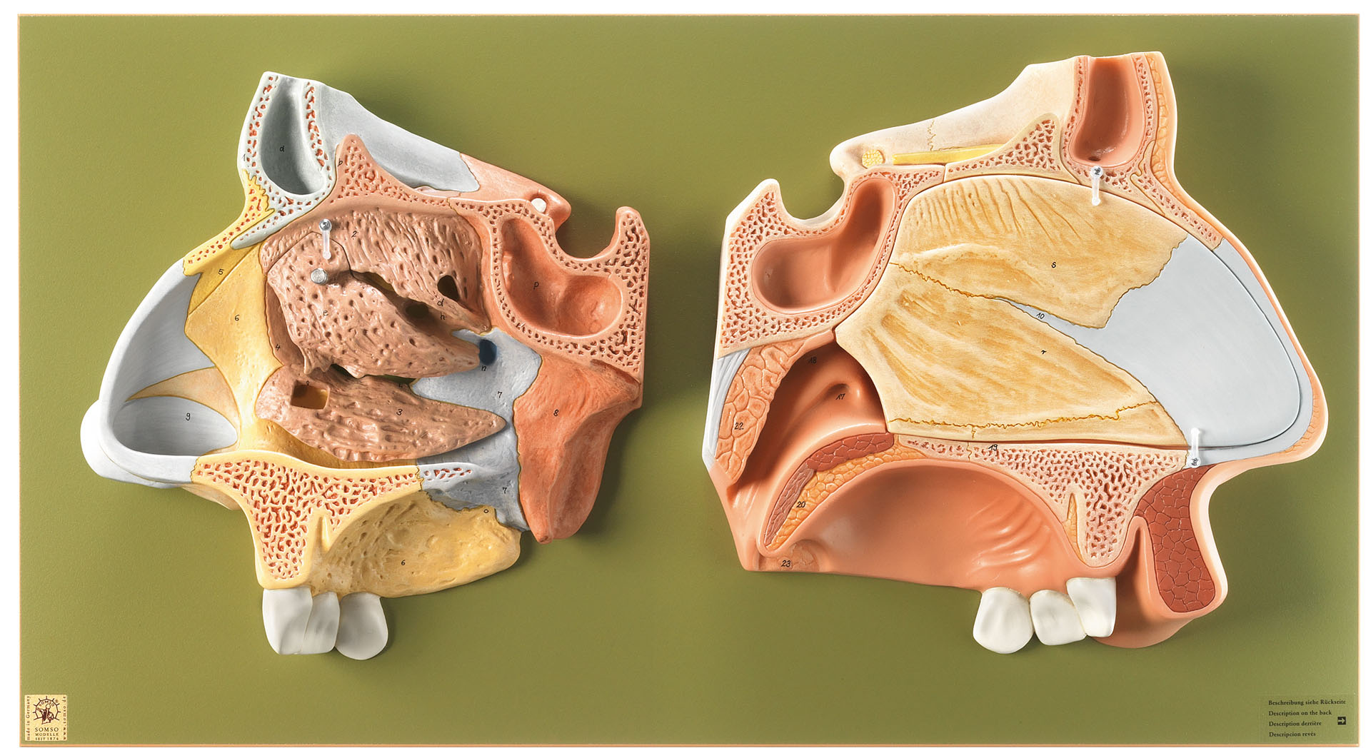 Nose, Light - Adam,Rouilly