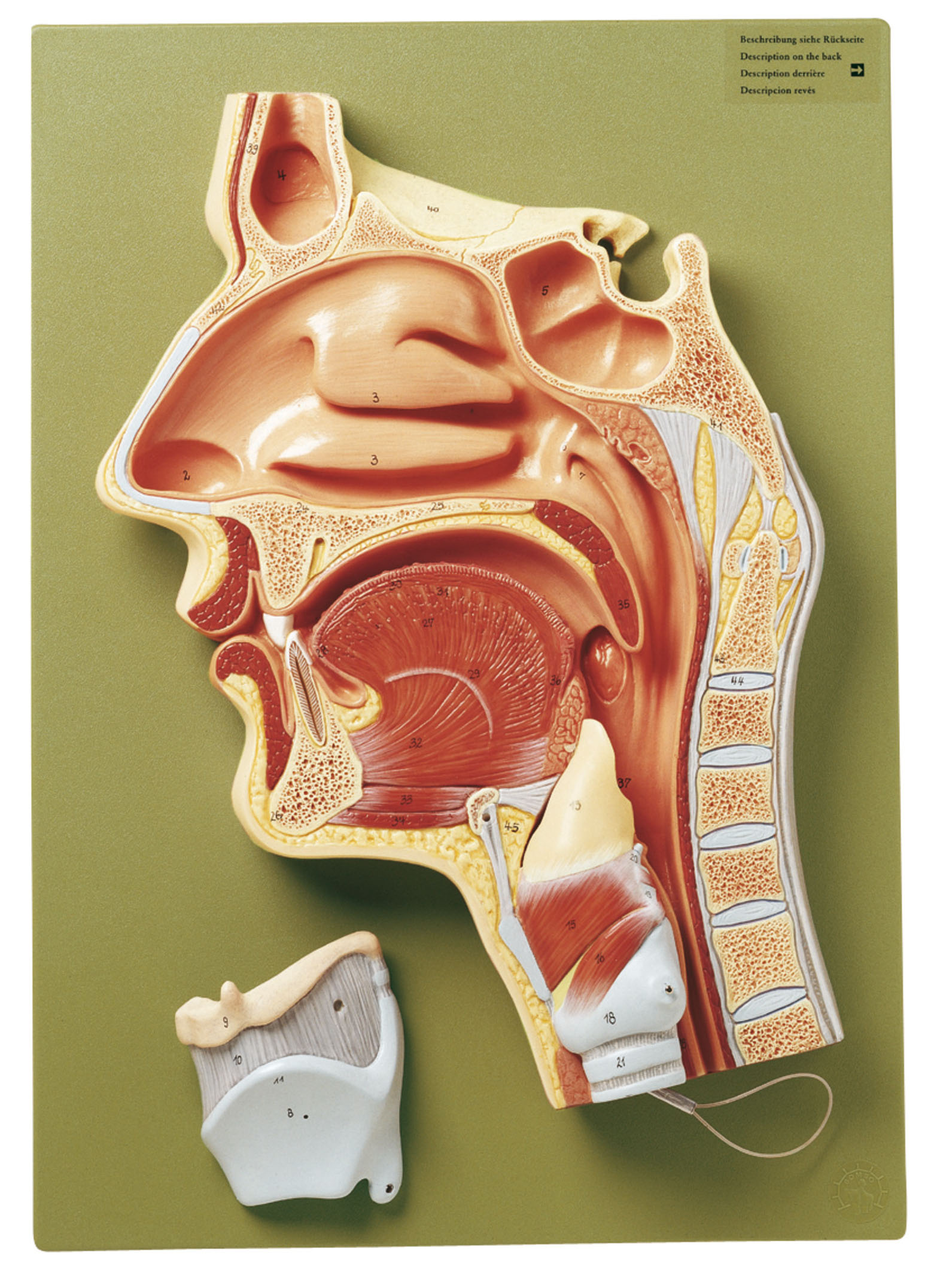 Median Section of the Cavities of Nose, Mouth and Throat, Light - Adam ...