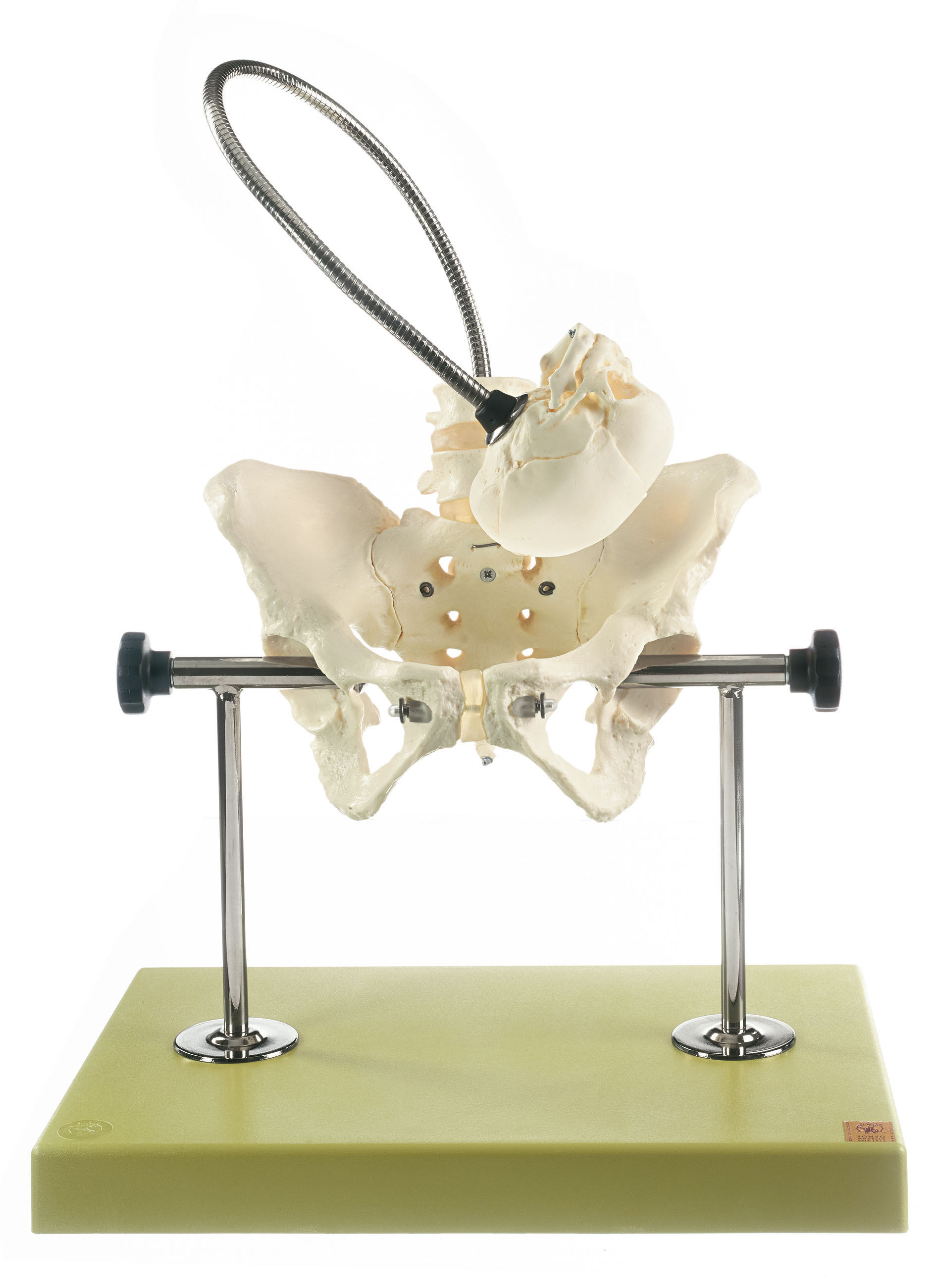 Obstetric Phantom - Adam,Rouilly