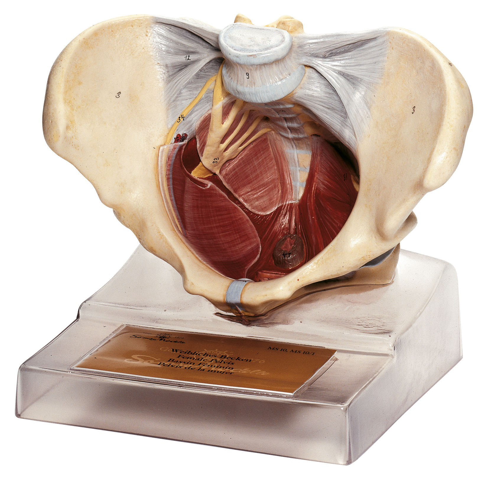 Female Pelvic Floor - Adam,Rouilly