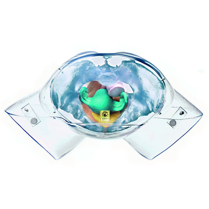 Transparent Model Of The Female Sexual Organs | Adam,Rouilly